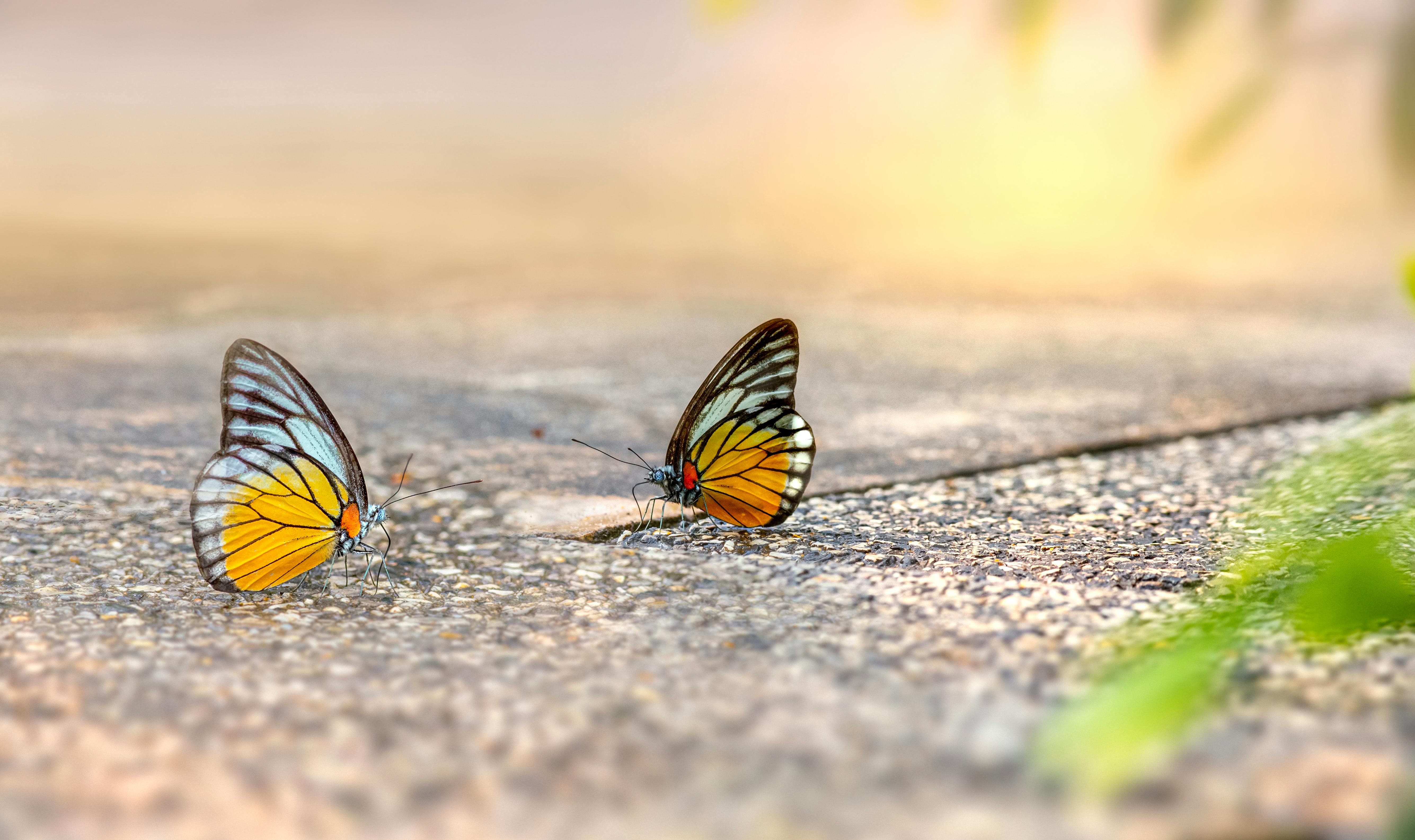 Butterflies on the Pebbles Ground · Free Stock Photo