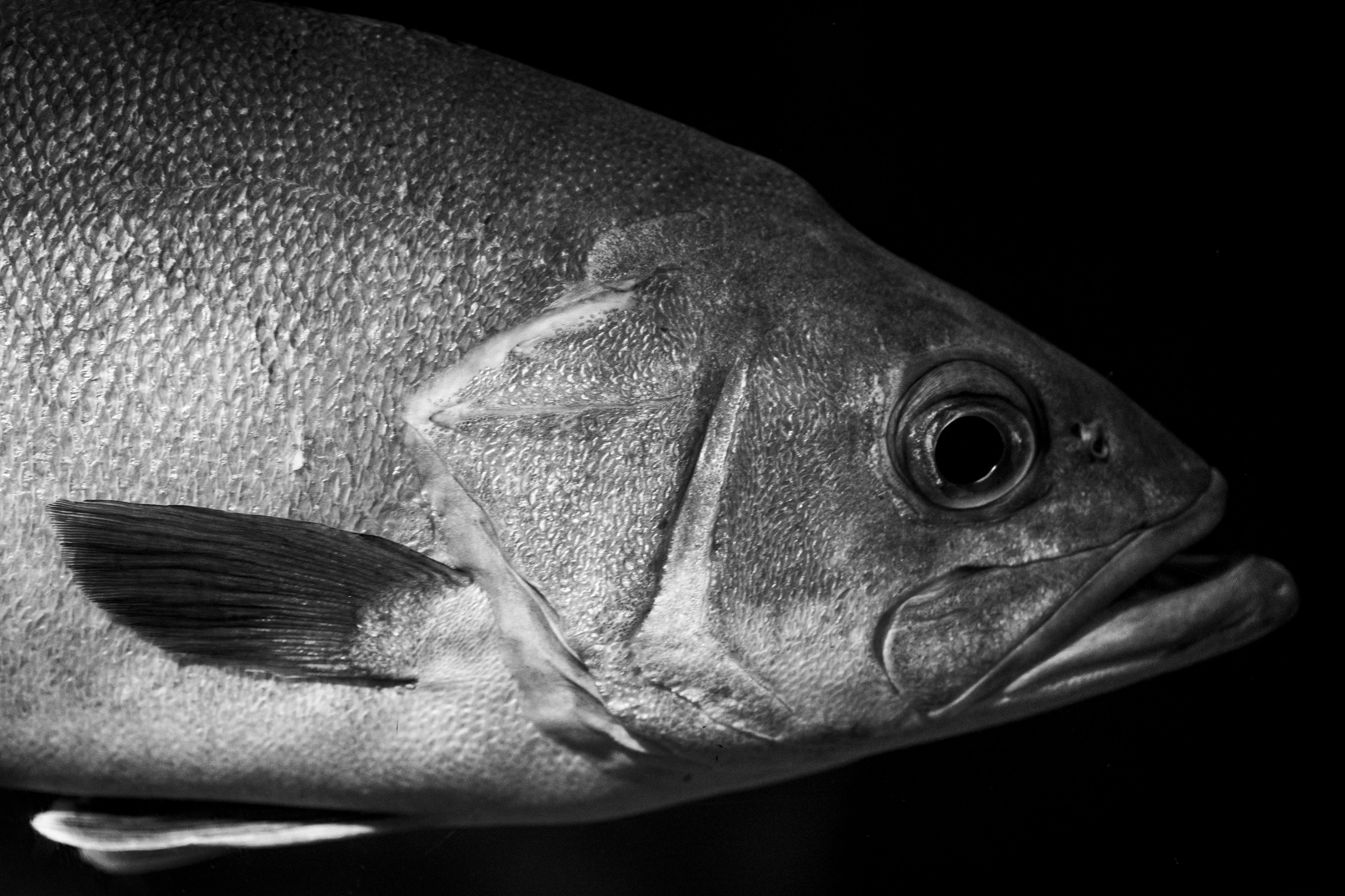Man Holding A Gray Fish · Free Stock Photo