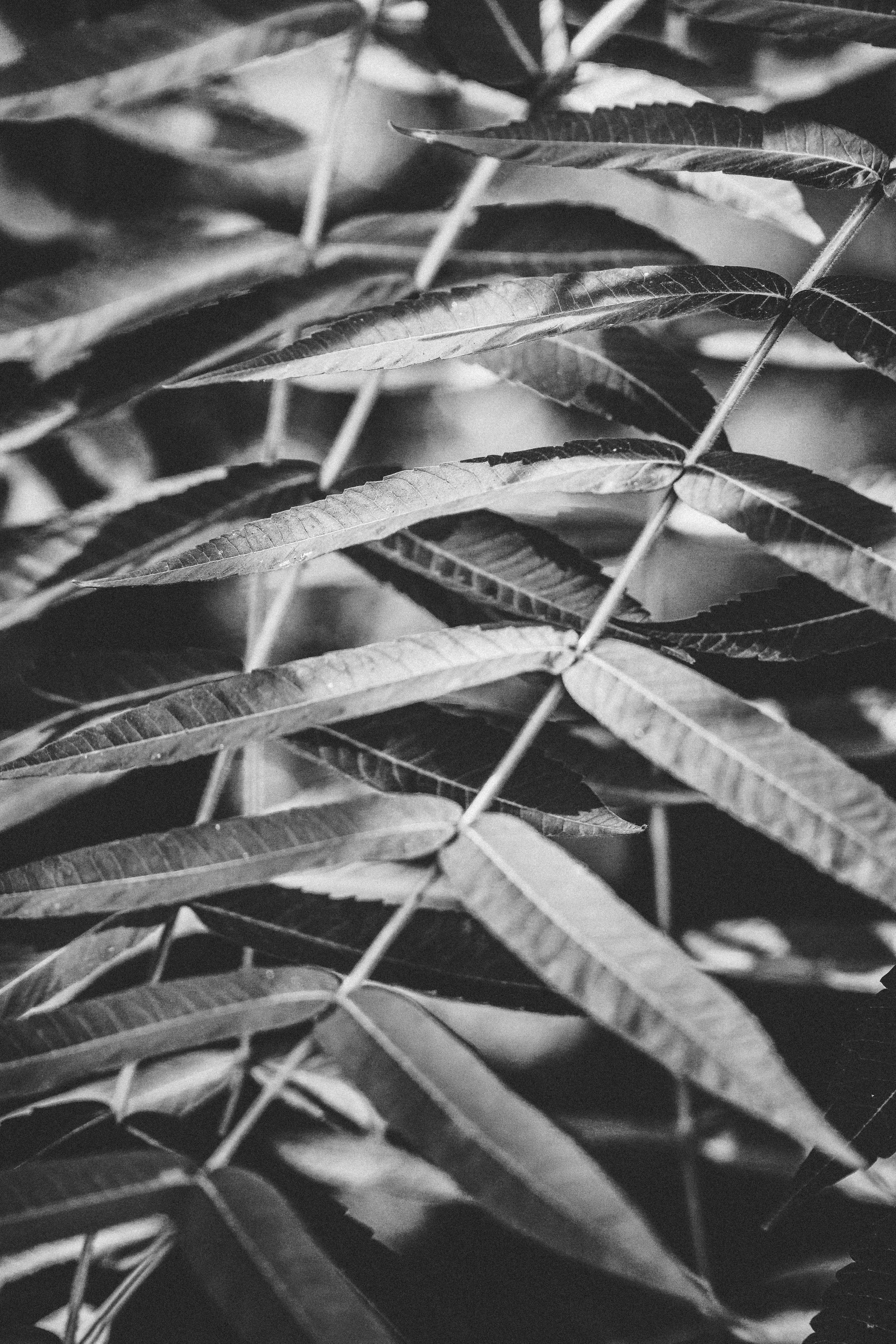 Grayscale Photo of Leaves in Close Up Photography · Free Stock Photo