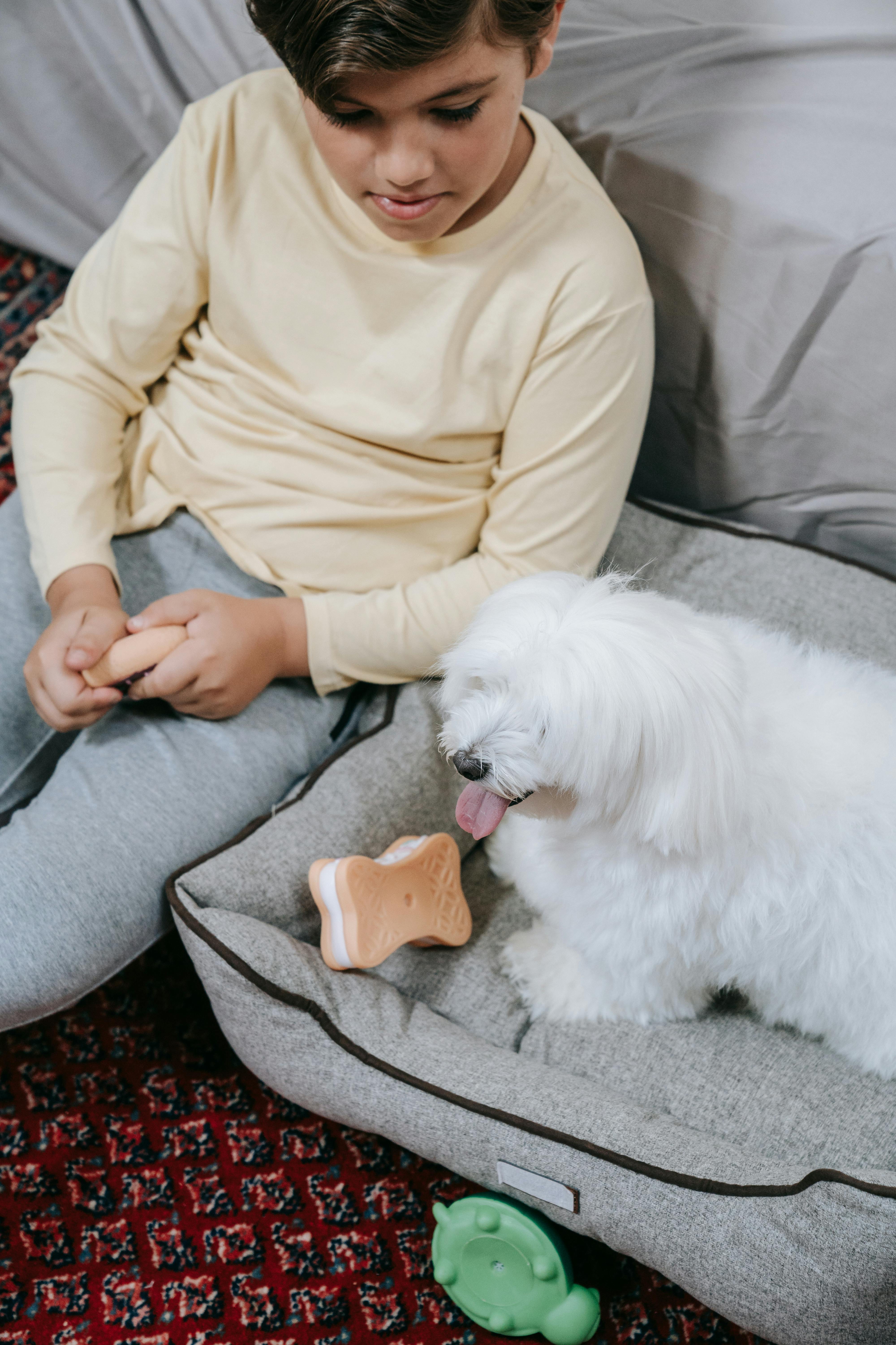 Dog In Clothes And Toy Photos, Download The BEST Free Dog In Clothes ...