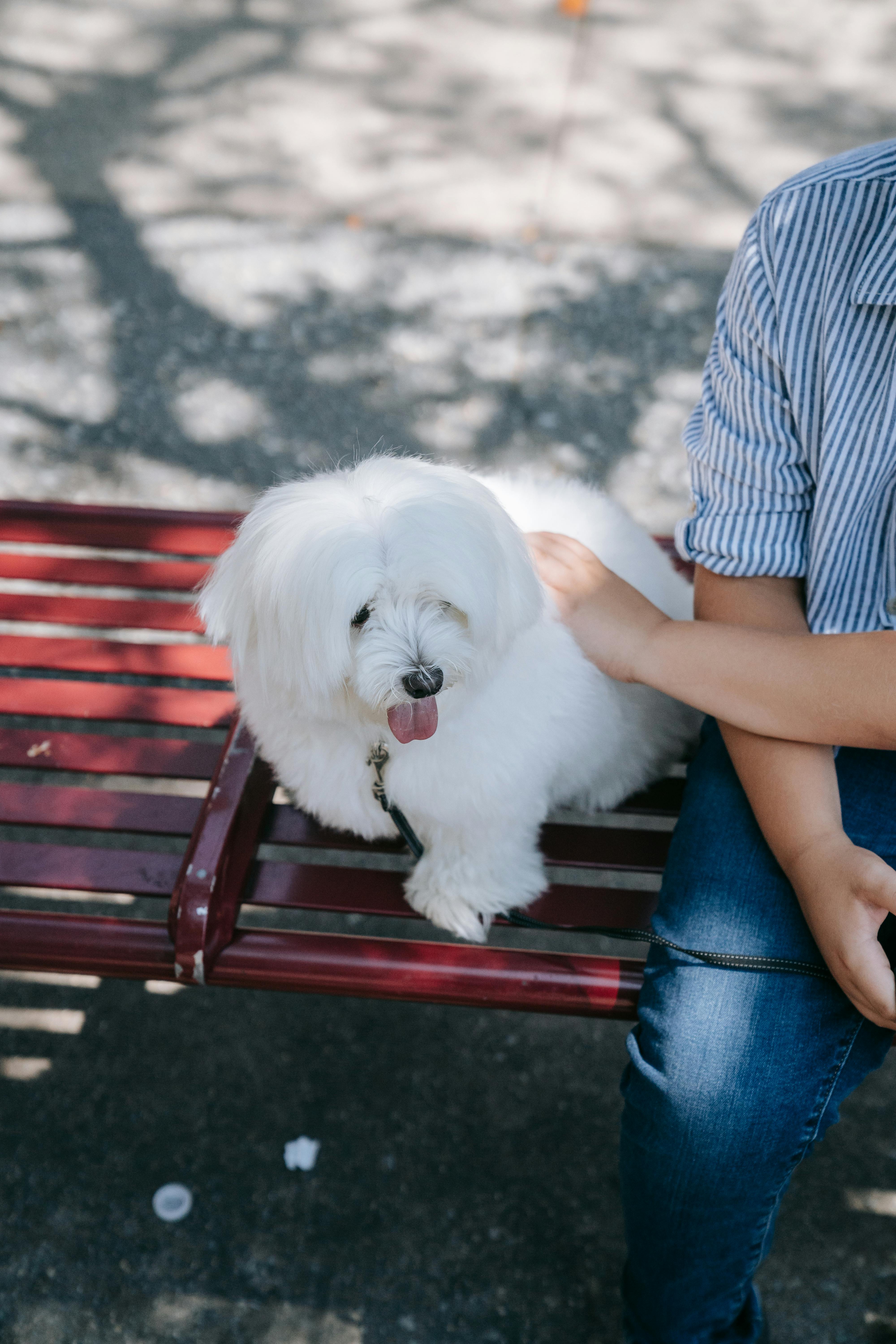 Dog on a Bench · Free Stock Photo
