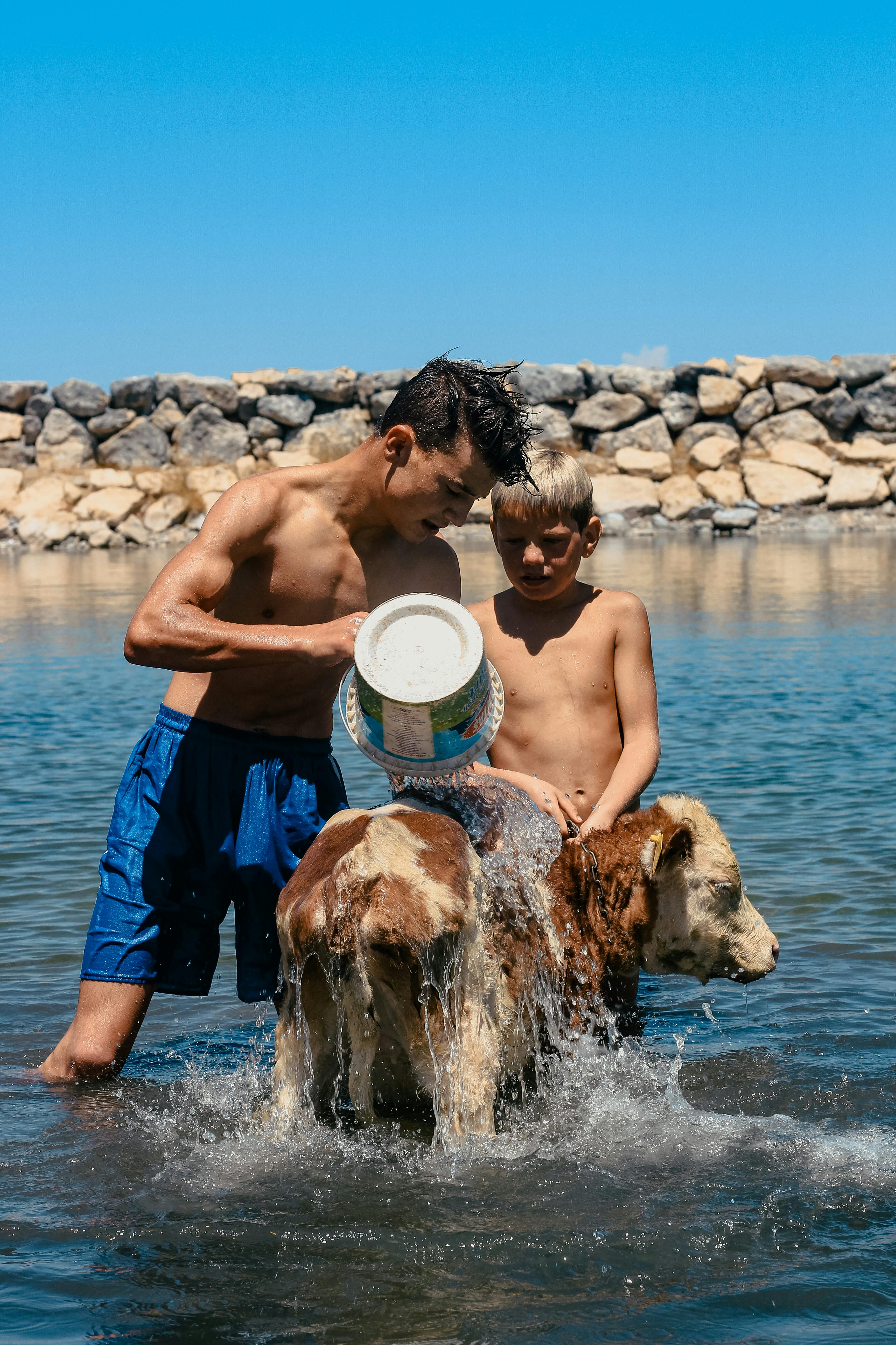 Two People Washing a Calf · Free Stock Photo