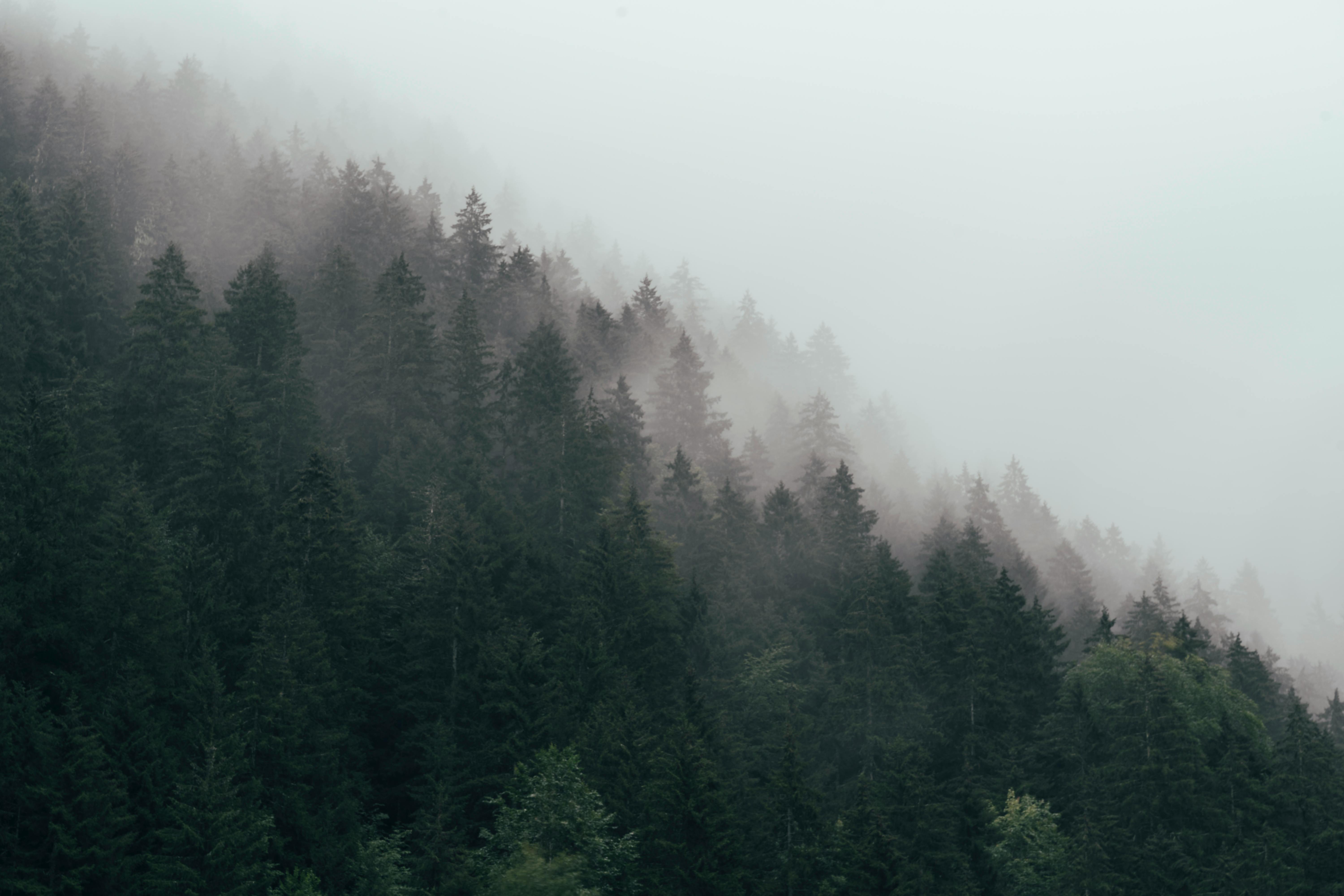 Green Trees on Foggy Weather · Free Stock Photo