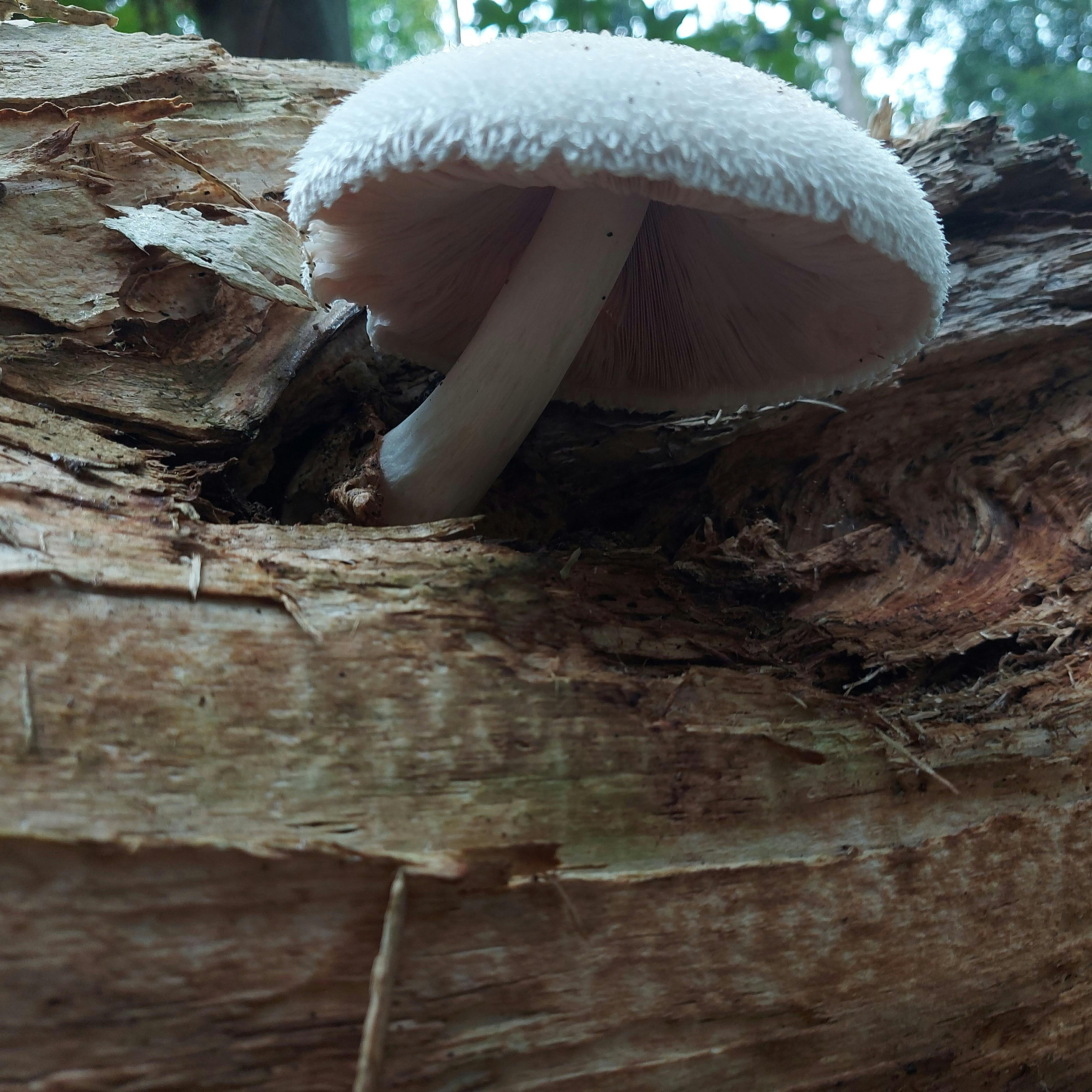 Stefan Robinson - Photography