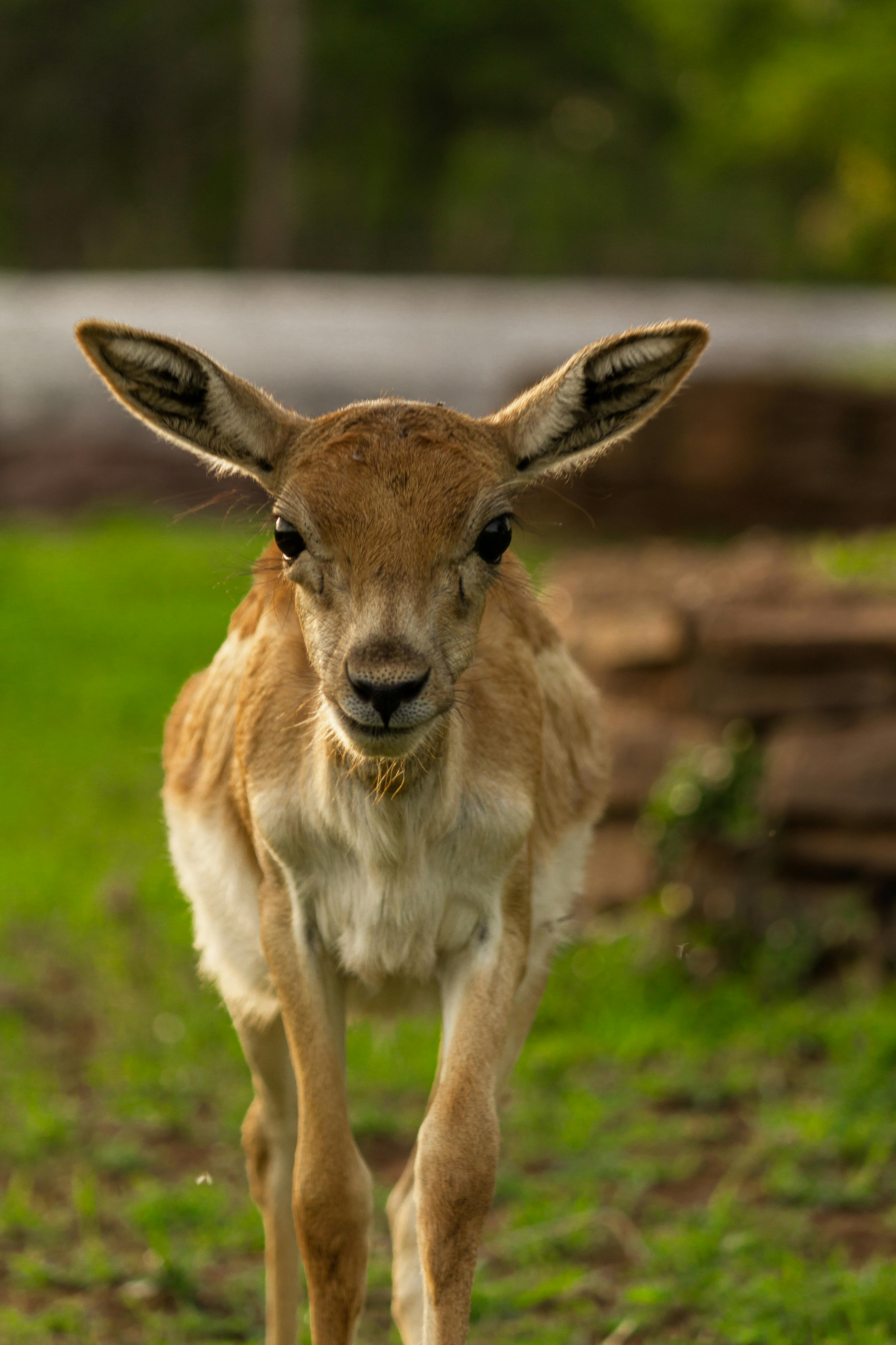 Young Fawn Photos, Download The BEST Free Young Fawn Stock Photos & HD ...
