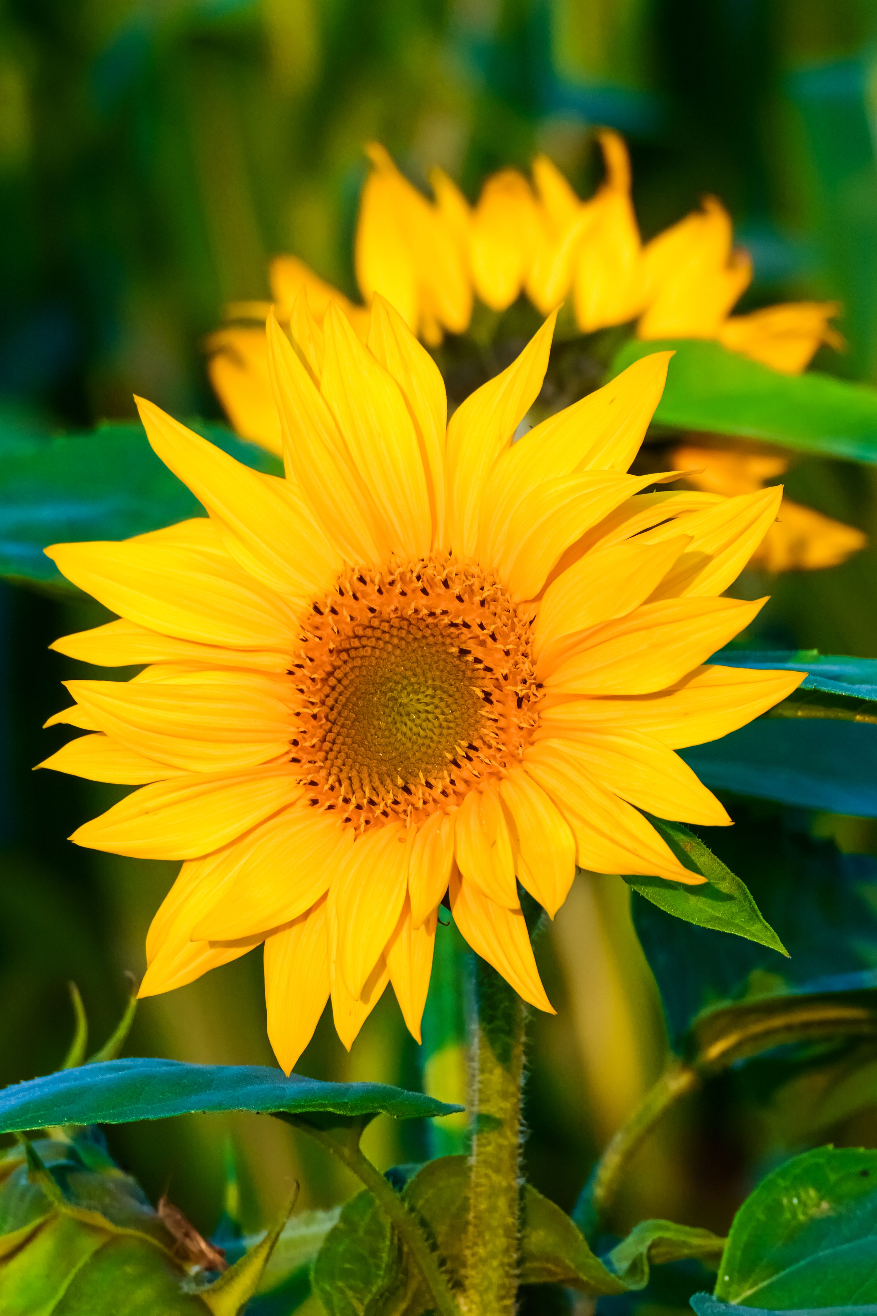 Big Blossomed Sunflower · Free Stock Photo