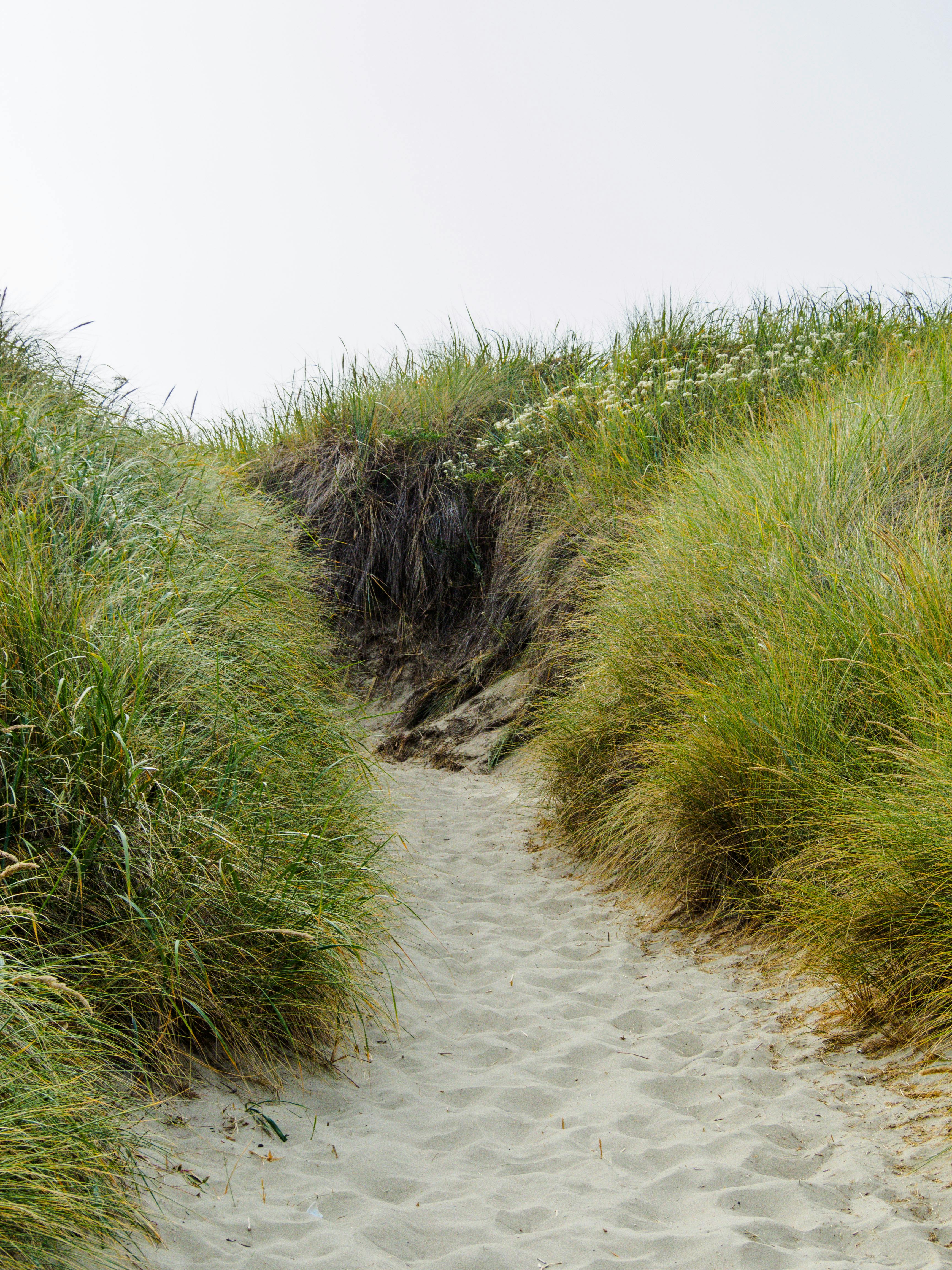 Sand Pathway between Bushes · Free Stock Photo
