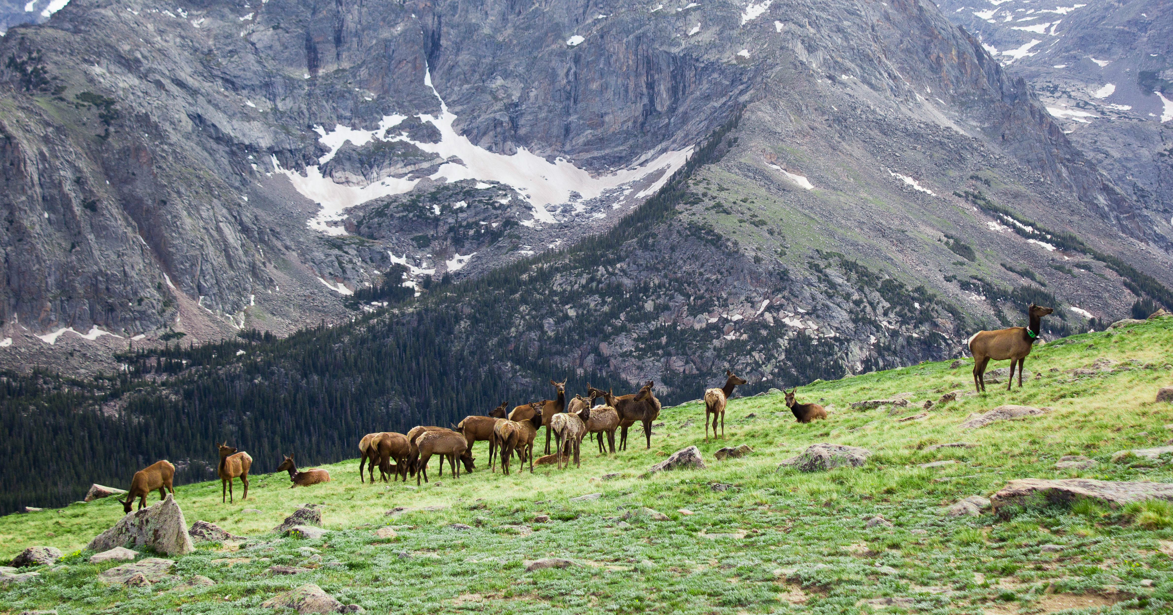 Herd of Goats on Green Grass Field Near Mountain · Free Stock Photo