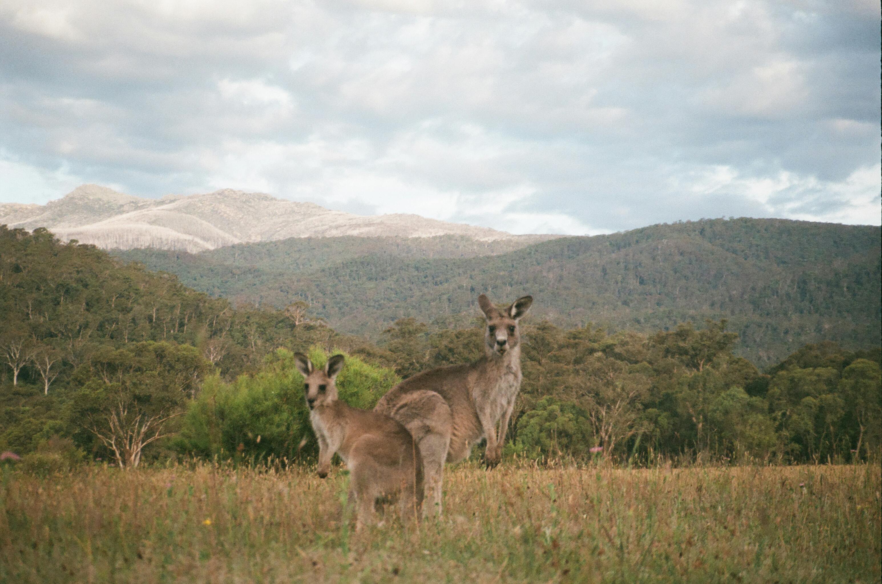 Brown Kangaroos on a Grass Field · Free Stock Photo
