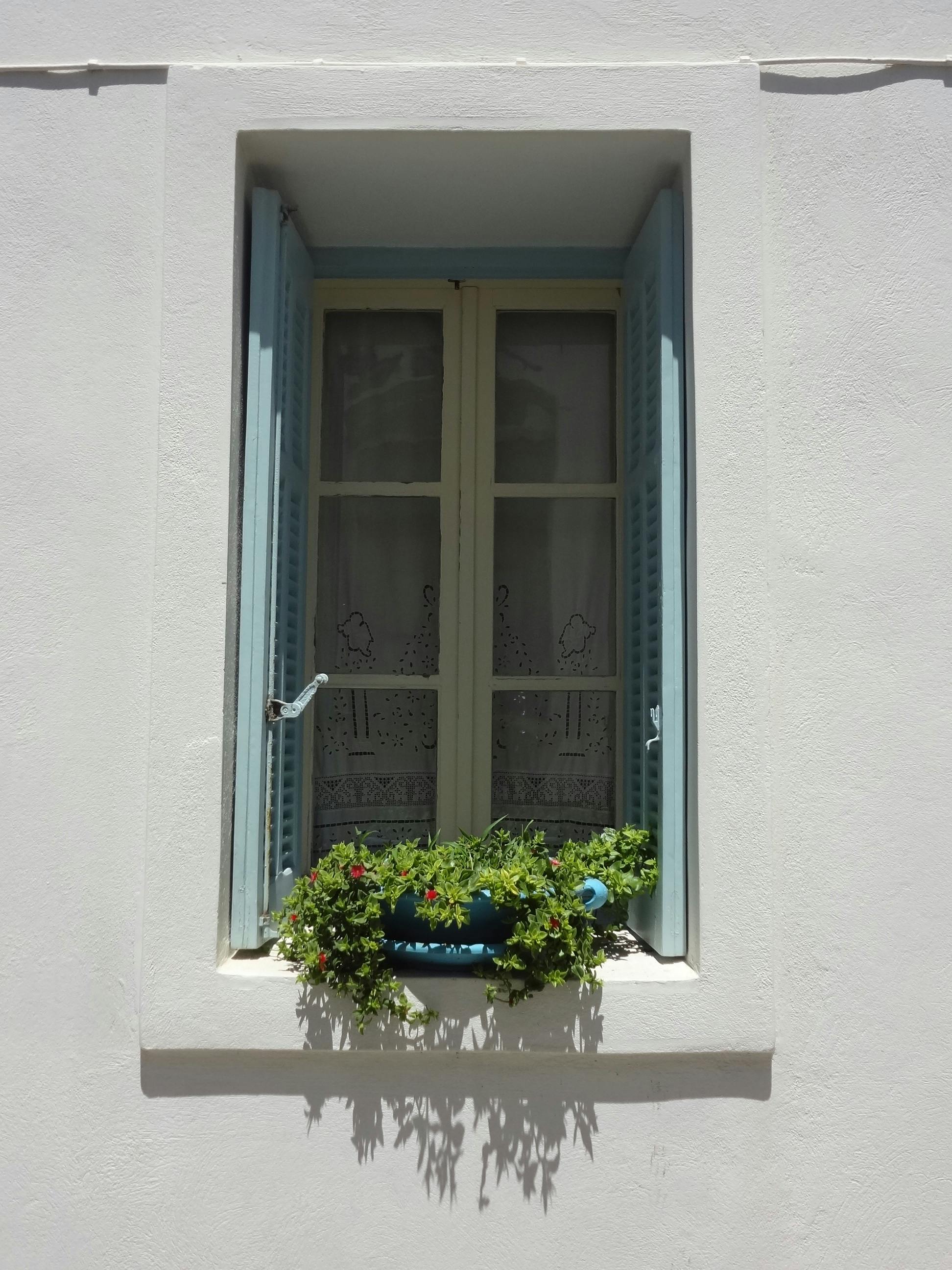 Green Plant in Pot on Window · Free Stock Photo
