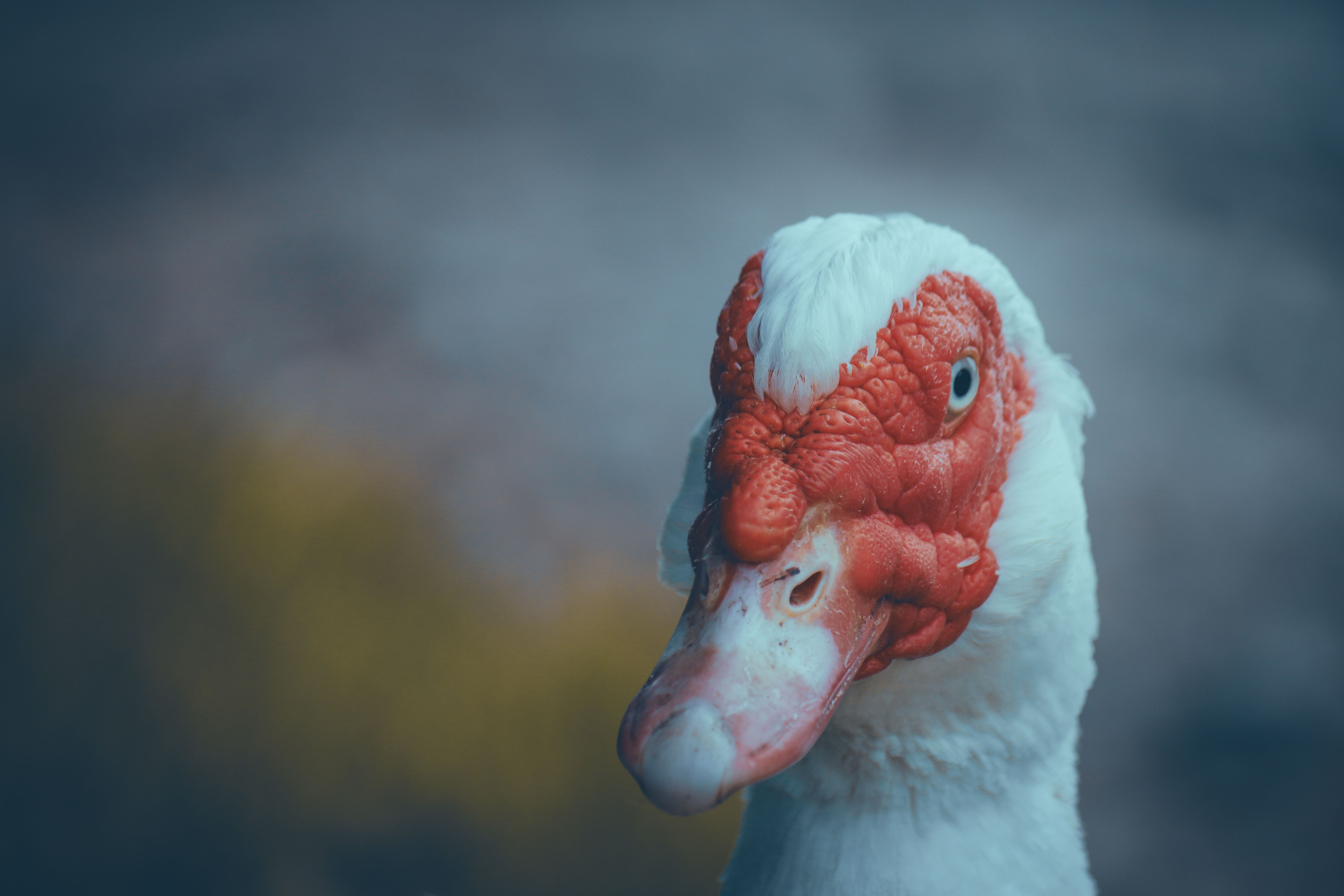 Derp Face Duck Photos, Download The BEST Free Derp Face Duck Stock ...