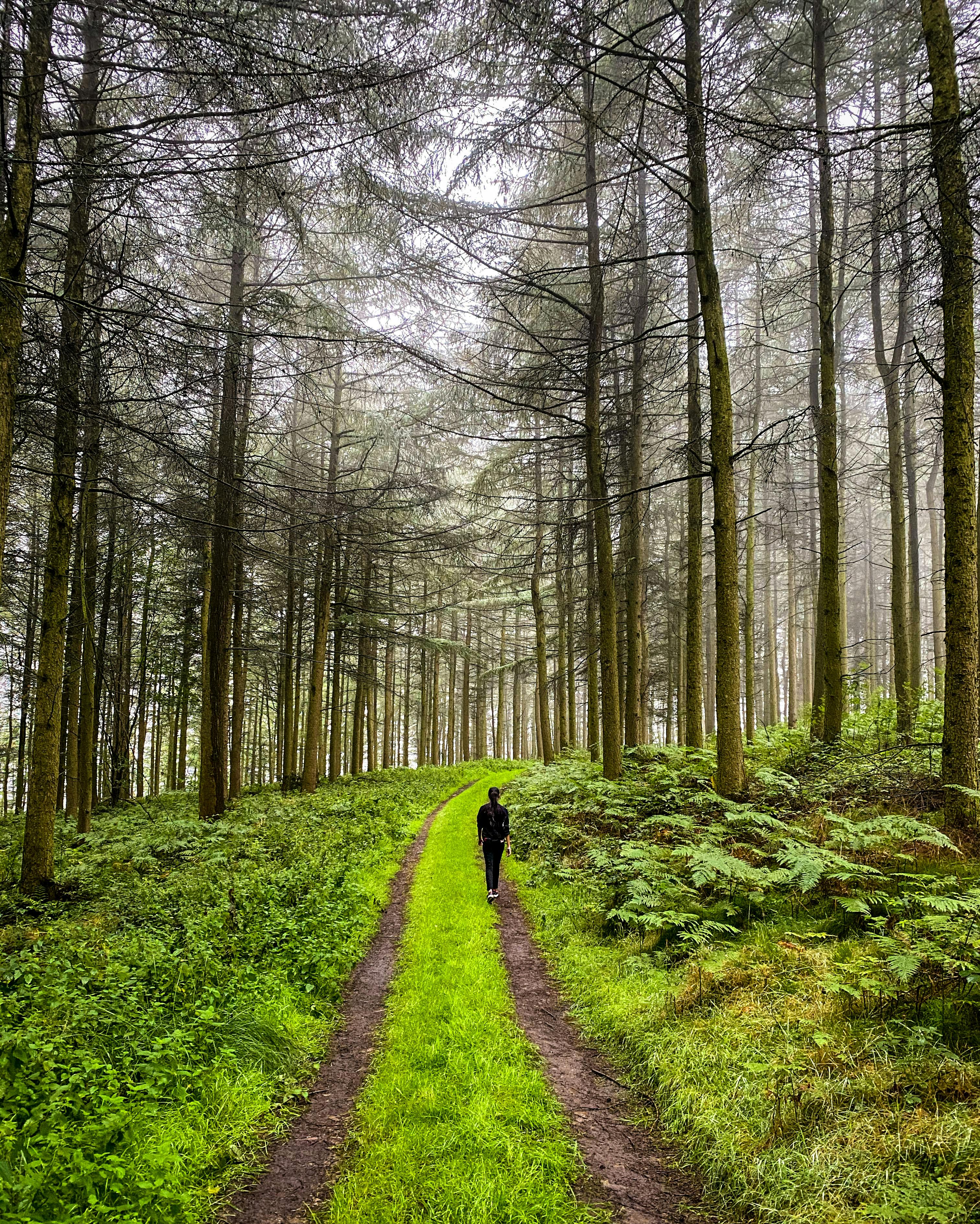 A Person Walking on a Pathway in a Forest · Free Stock Photo