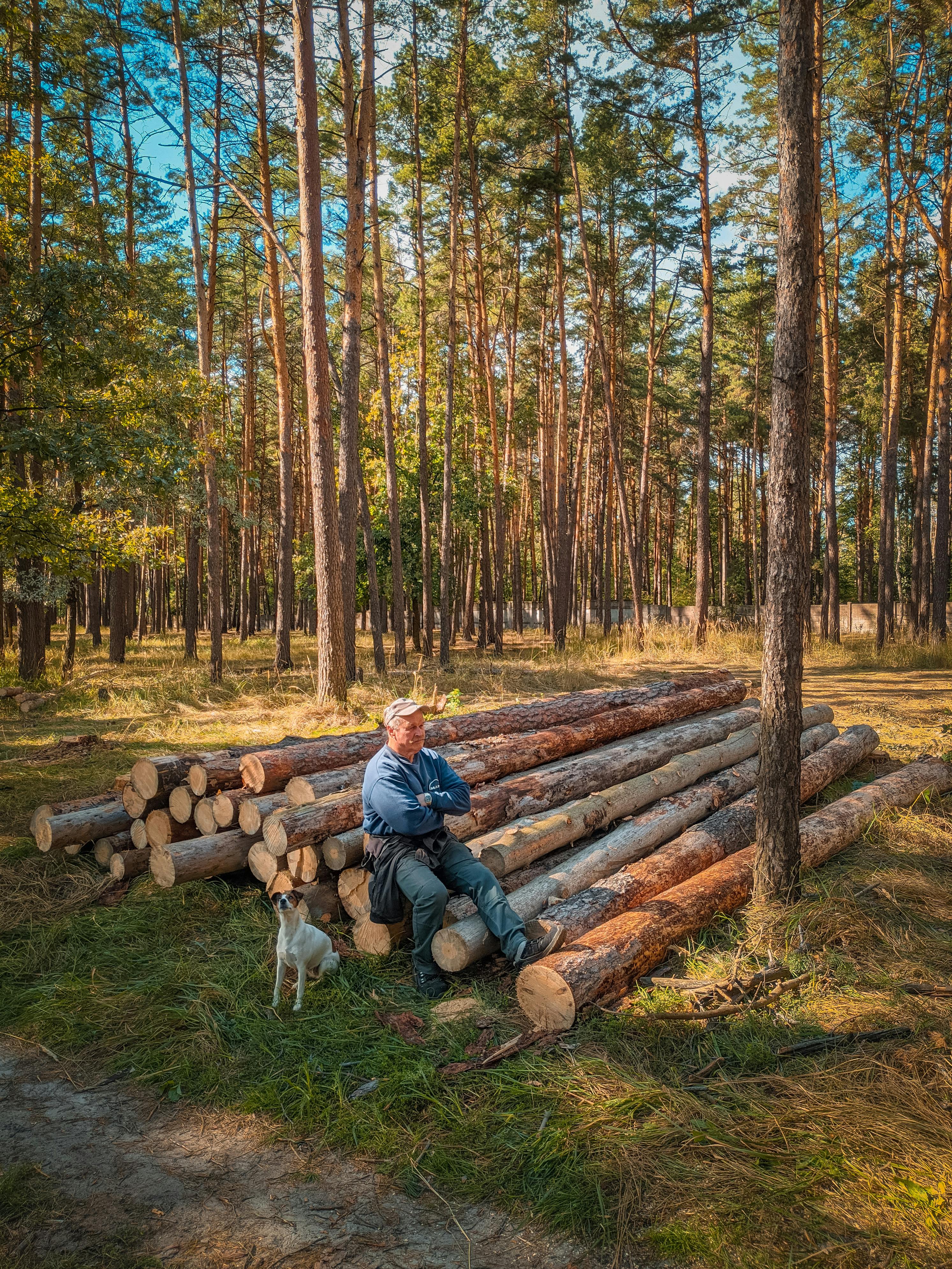A Man Sitting on Tree Logs in a Forest · Free Stock Photo