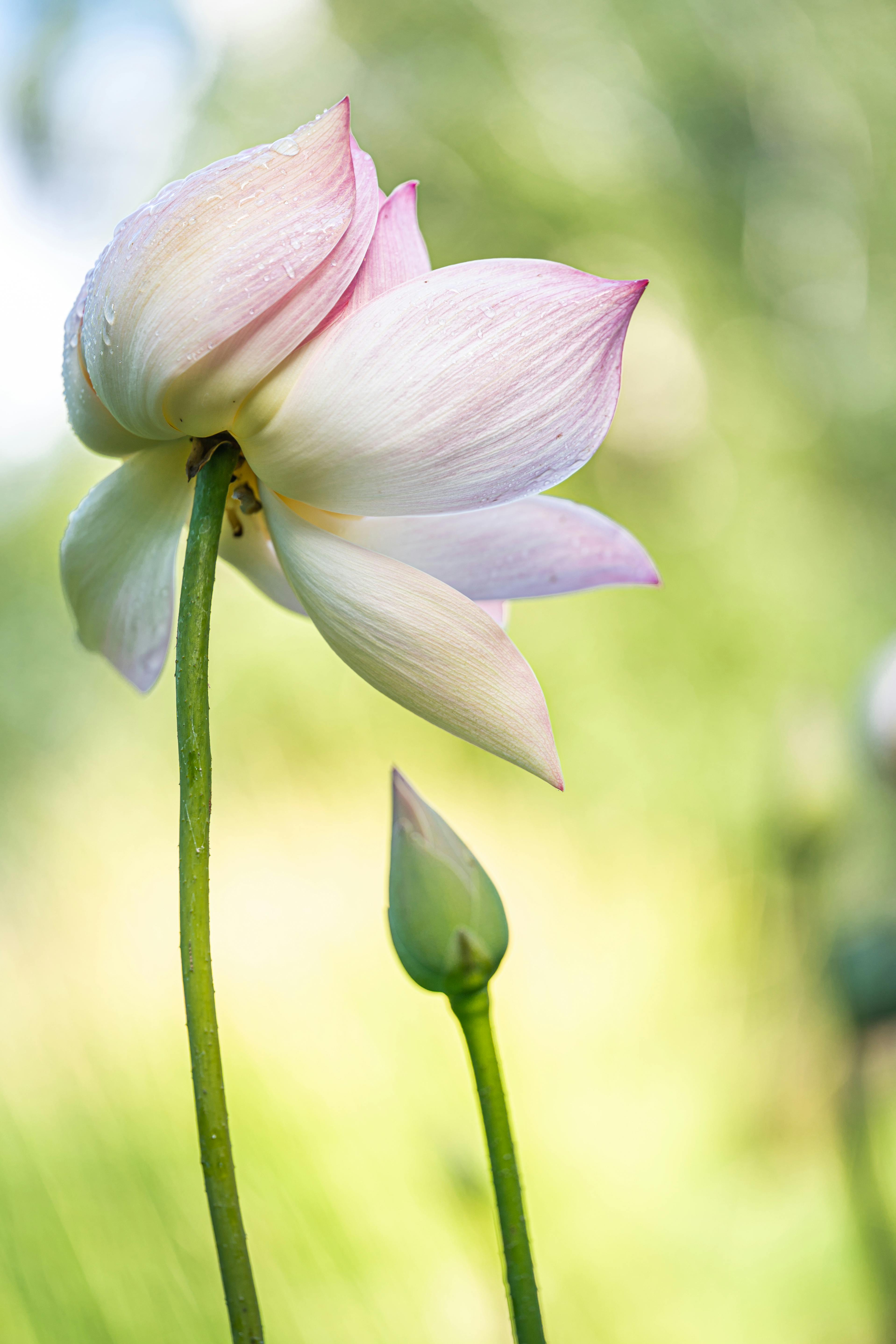 A Close-Up Shot of a Lotus Flower · Free Stock Photo