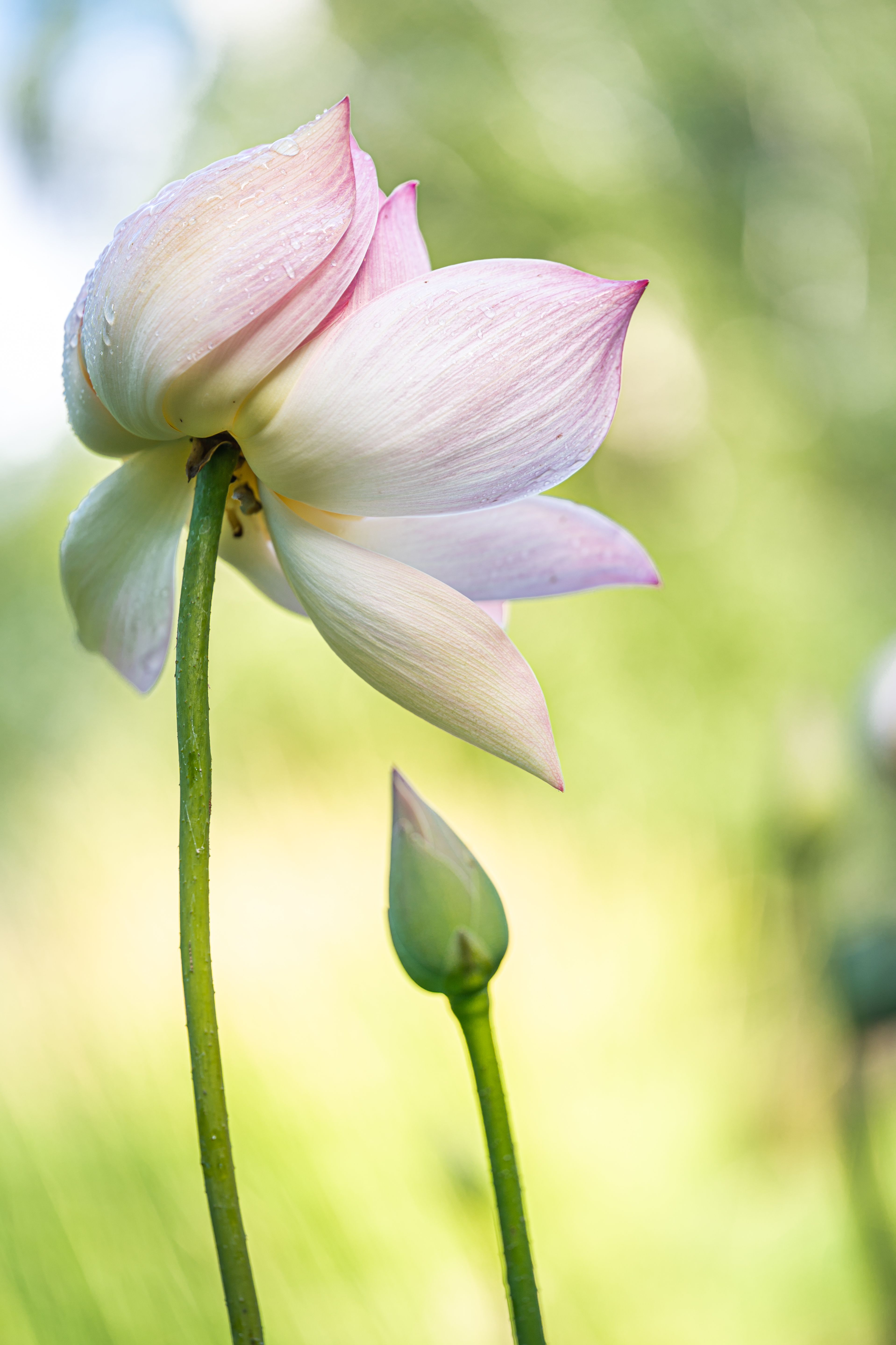 A Lotus Flower in Bloom · Free Stock Photo