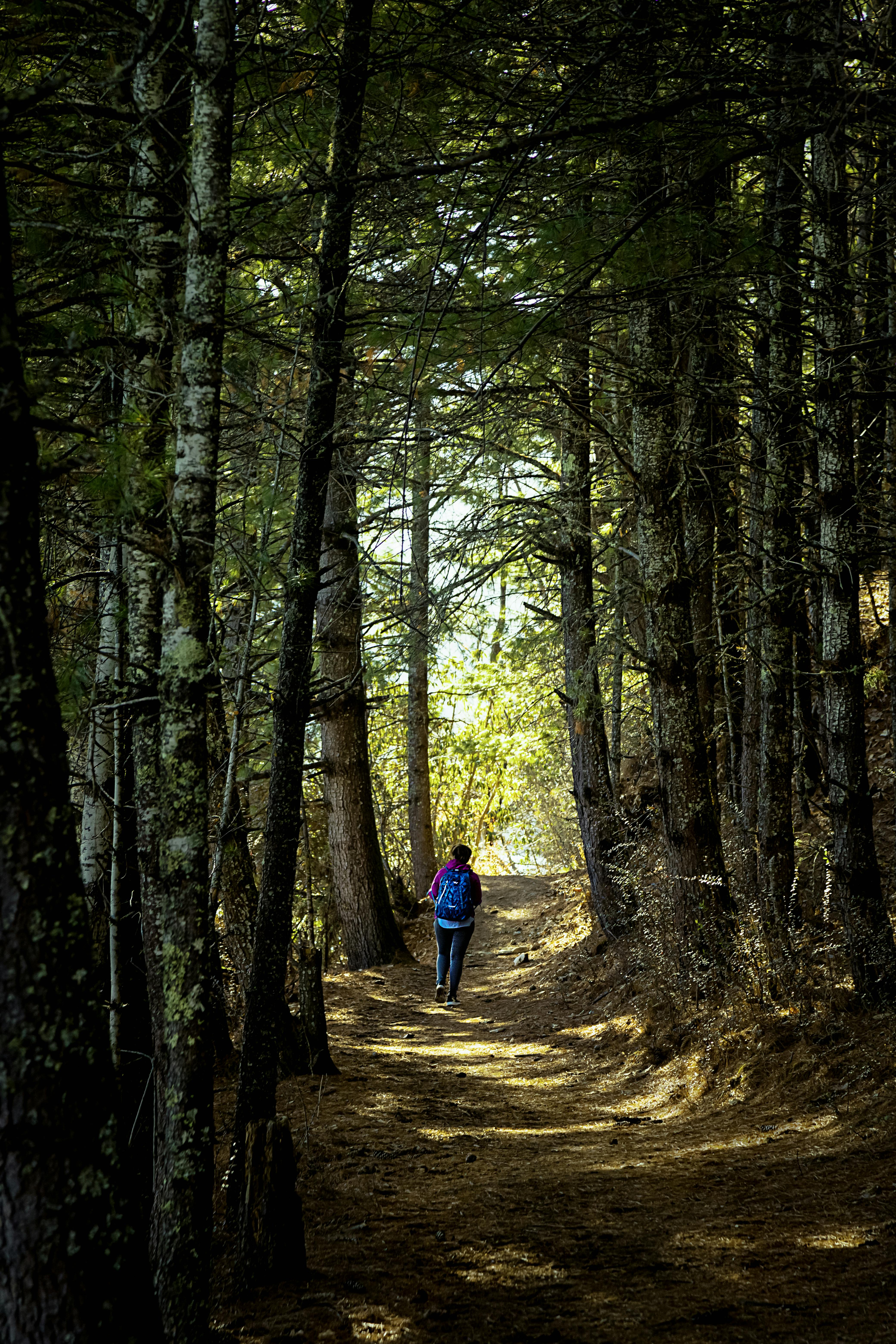 A Person Walking on a Pathway in a Forest · Free Stock Photo