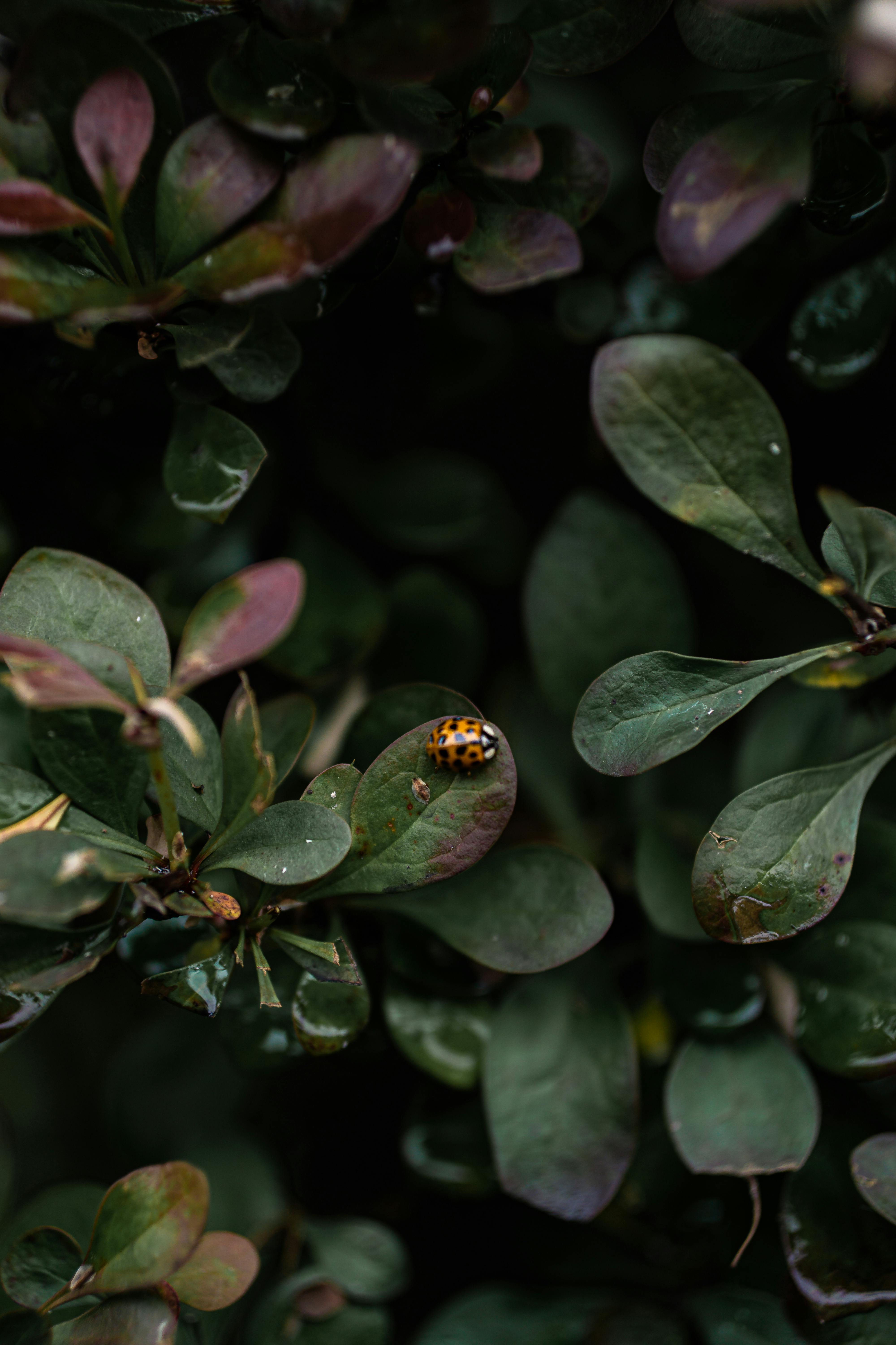 Close-Up Shot of a Ladybug on Green Plant · Free Stock Photo