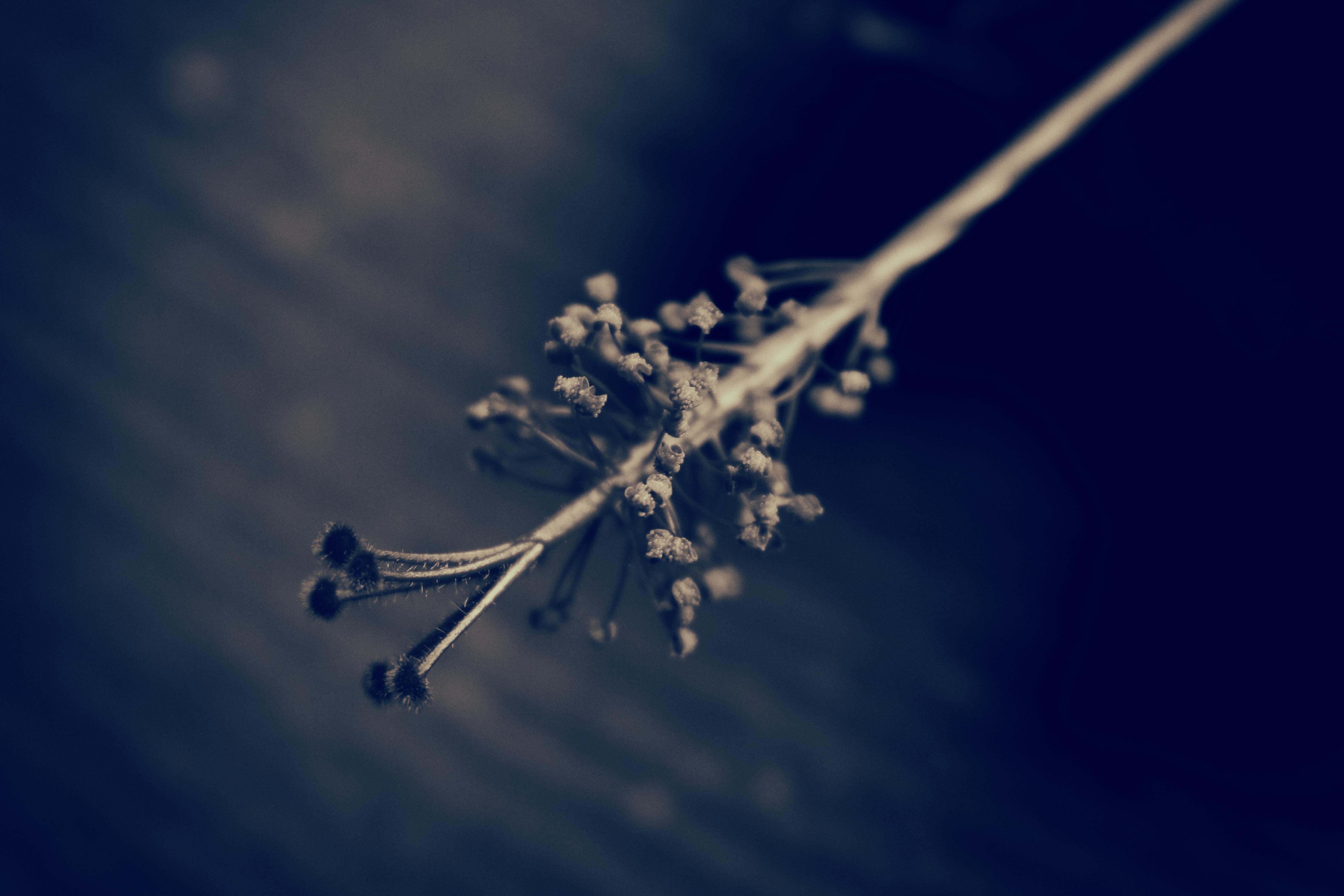 Gray Plant on Selective Focus Photography · Free Stock Photo