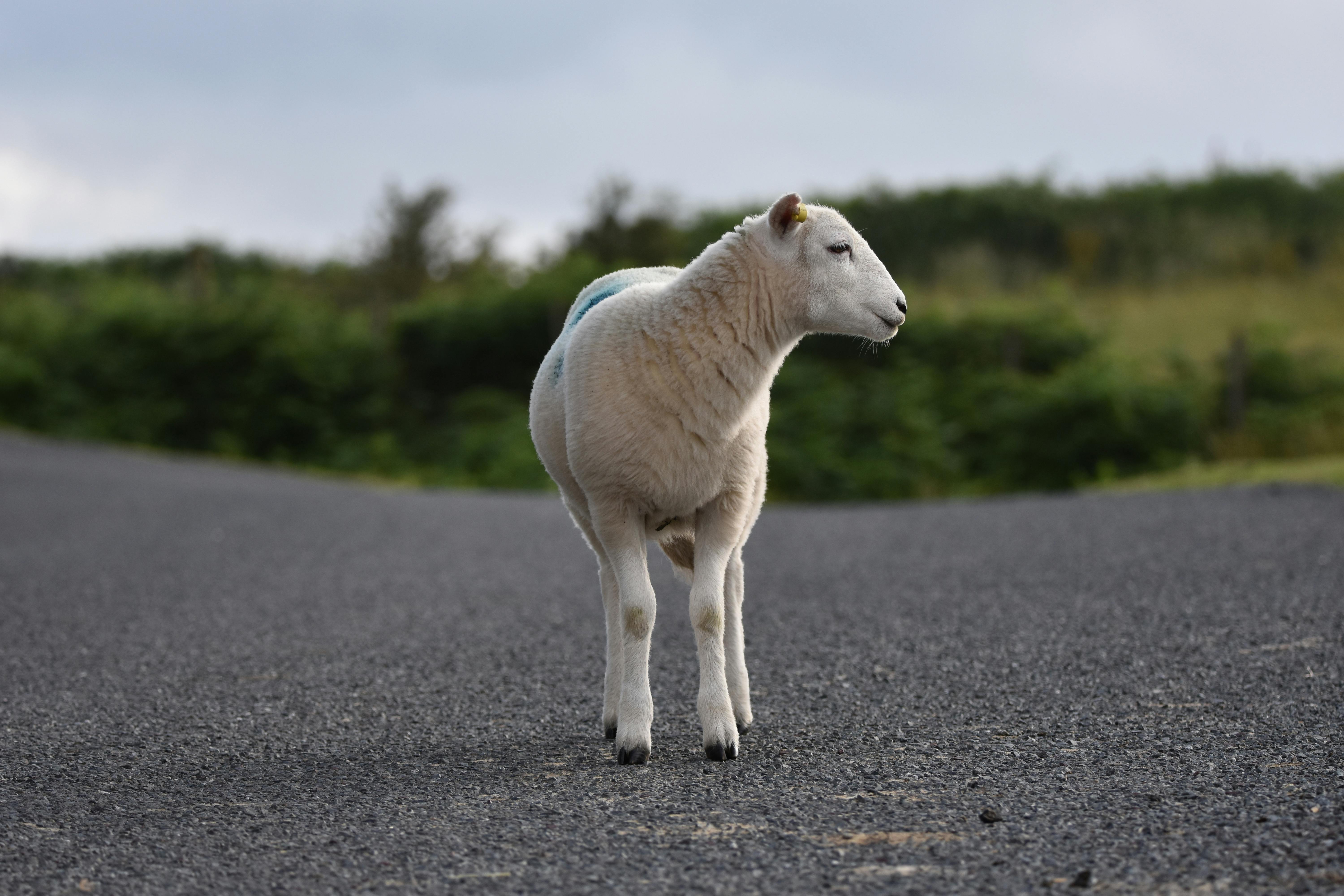Close-Up Shot of a White Sheep Standing on Concrete Surface · Free ...