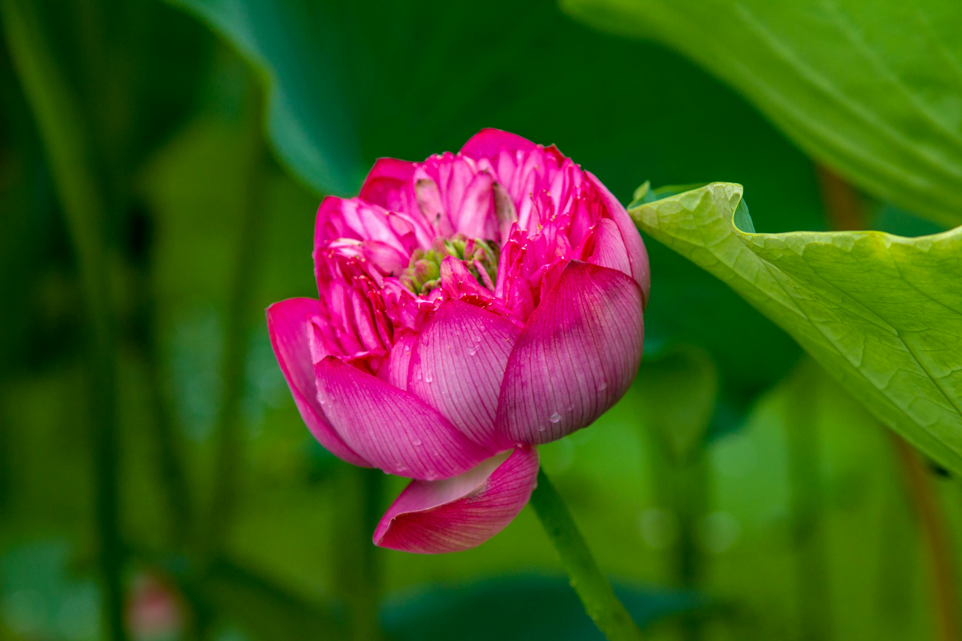 Shallow Focus Photo of Pink Flower · Free Stock Photo Shallow Focus Photo of Pink Flower · Free Stock Photo