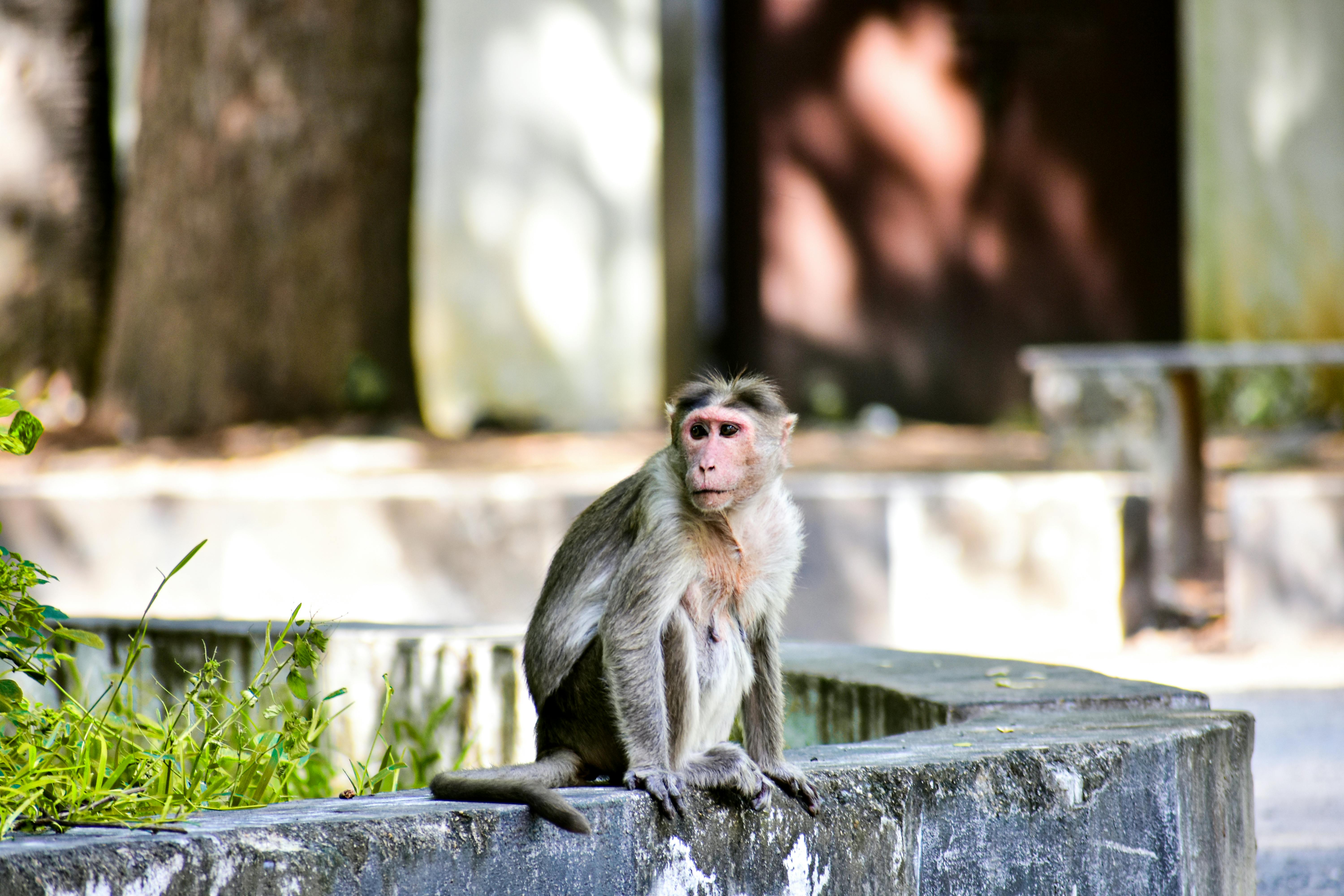 A Monkey Sitting on the Concrete Bench · Free Stock Photo