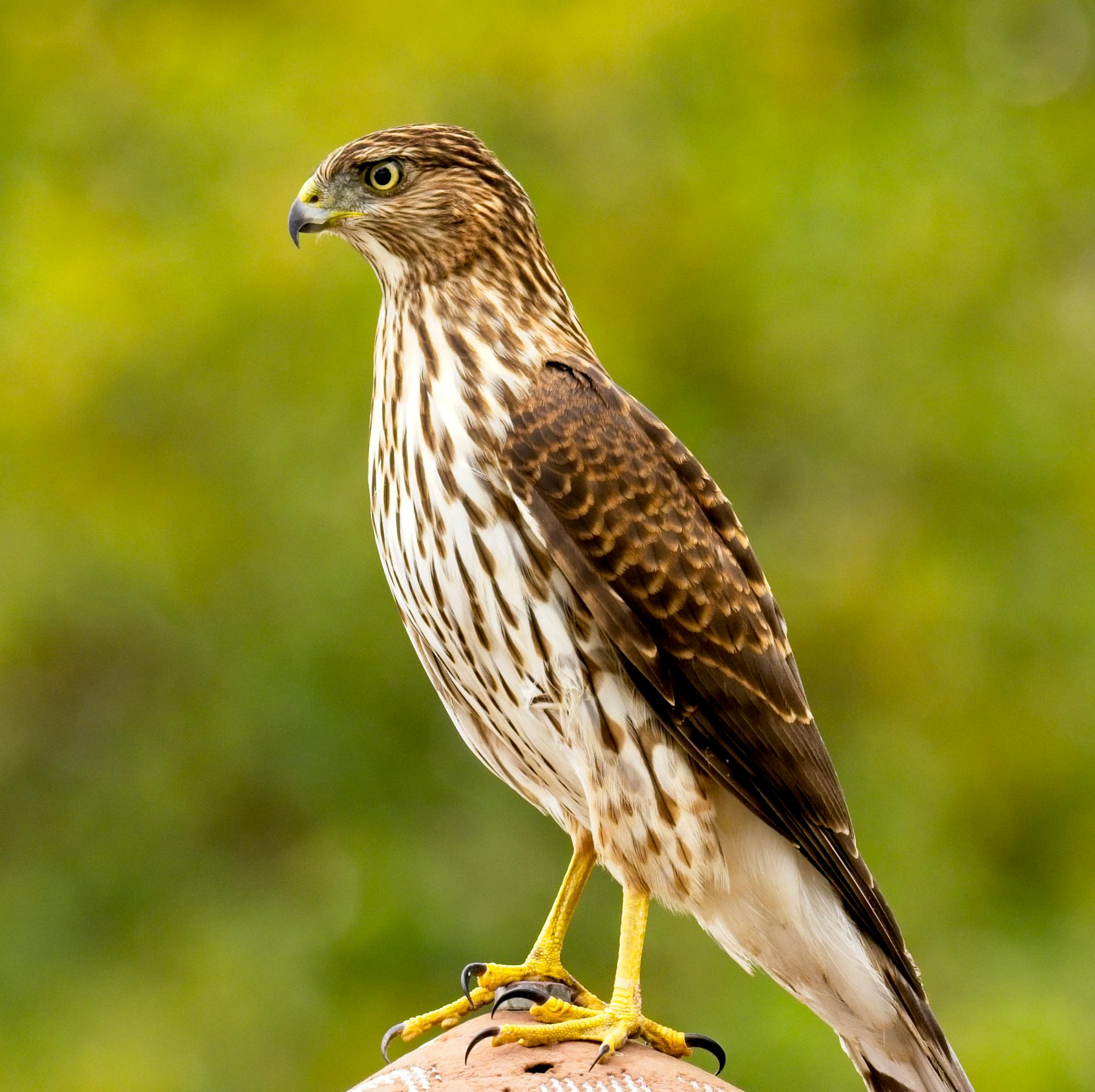 Brown Hawk on Focus Photo · Free Stock Photo