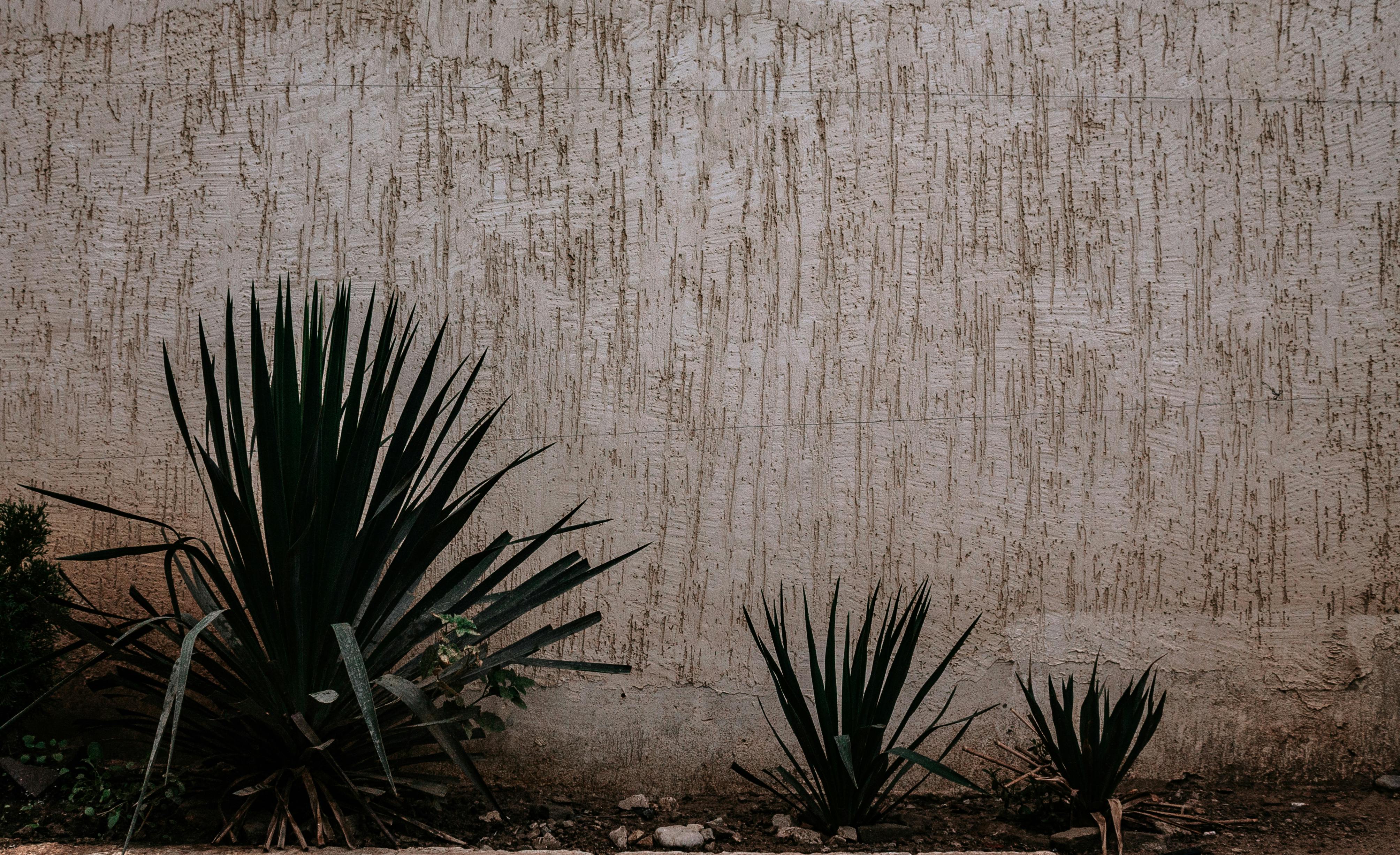 Plants near Wall · Free Stock Photo
