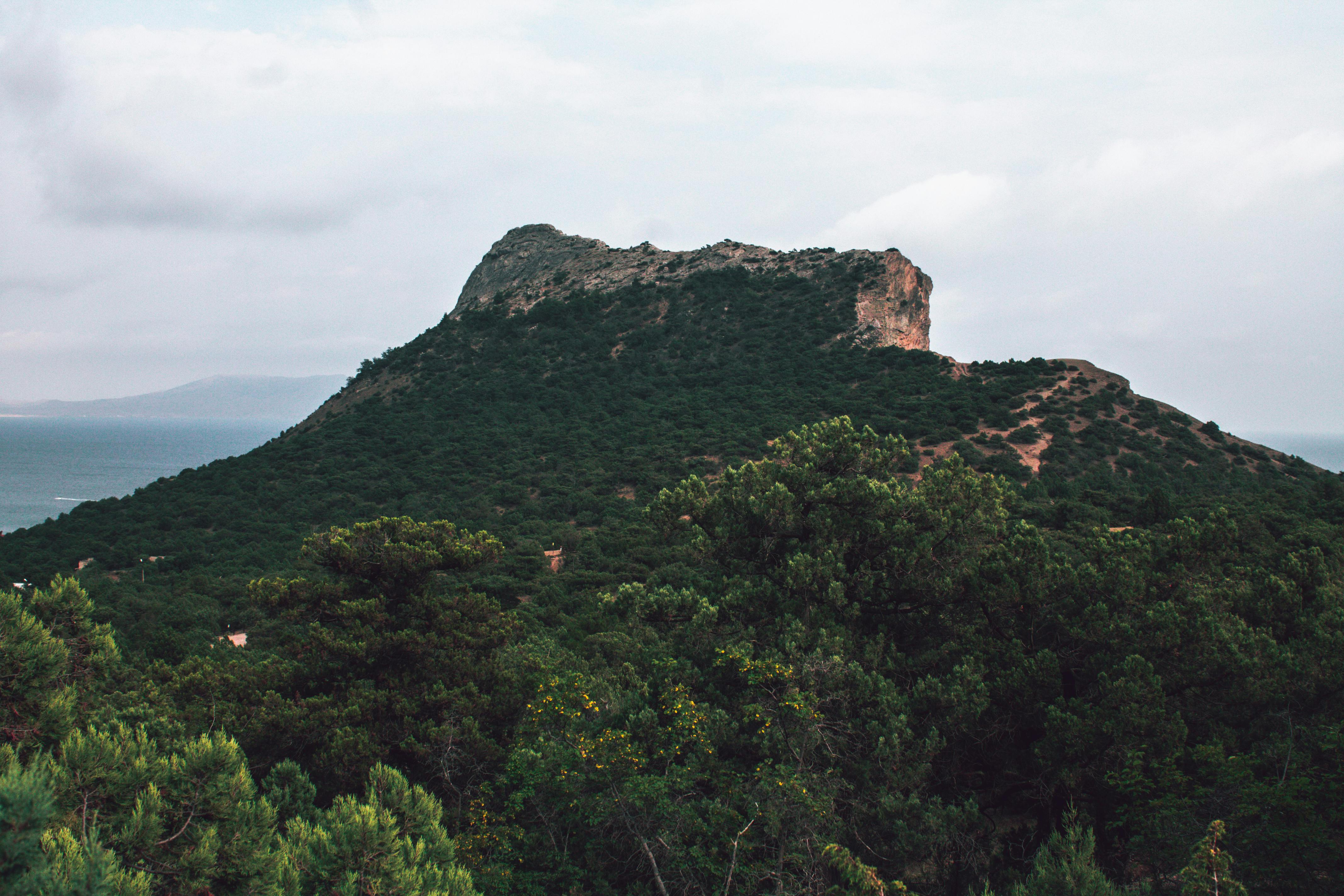 Green Tree Under Cloudy Sky · Free Stock Photo