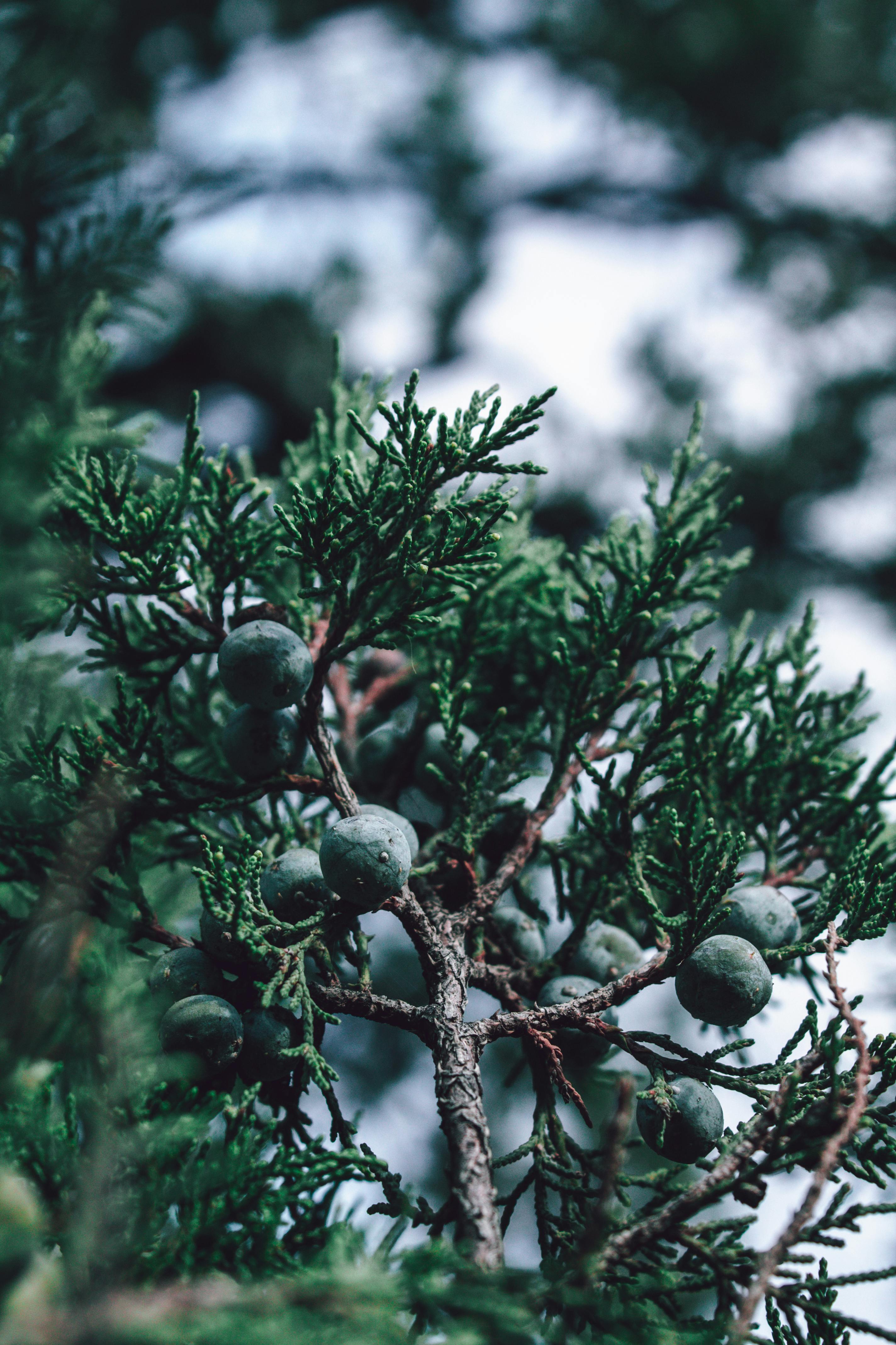30+ Best Juniper Photos · 100% Free Download · Pexels Stock Photos