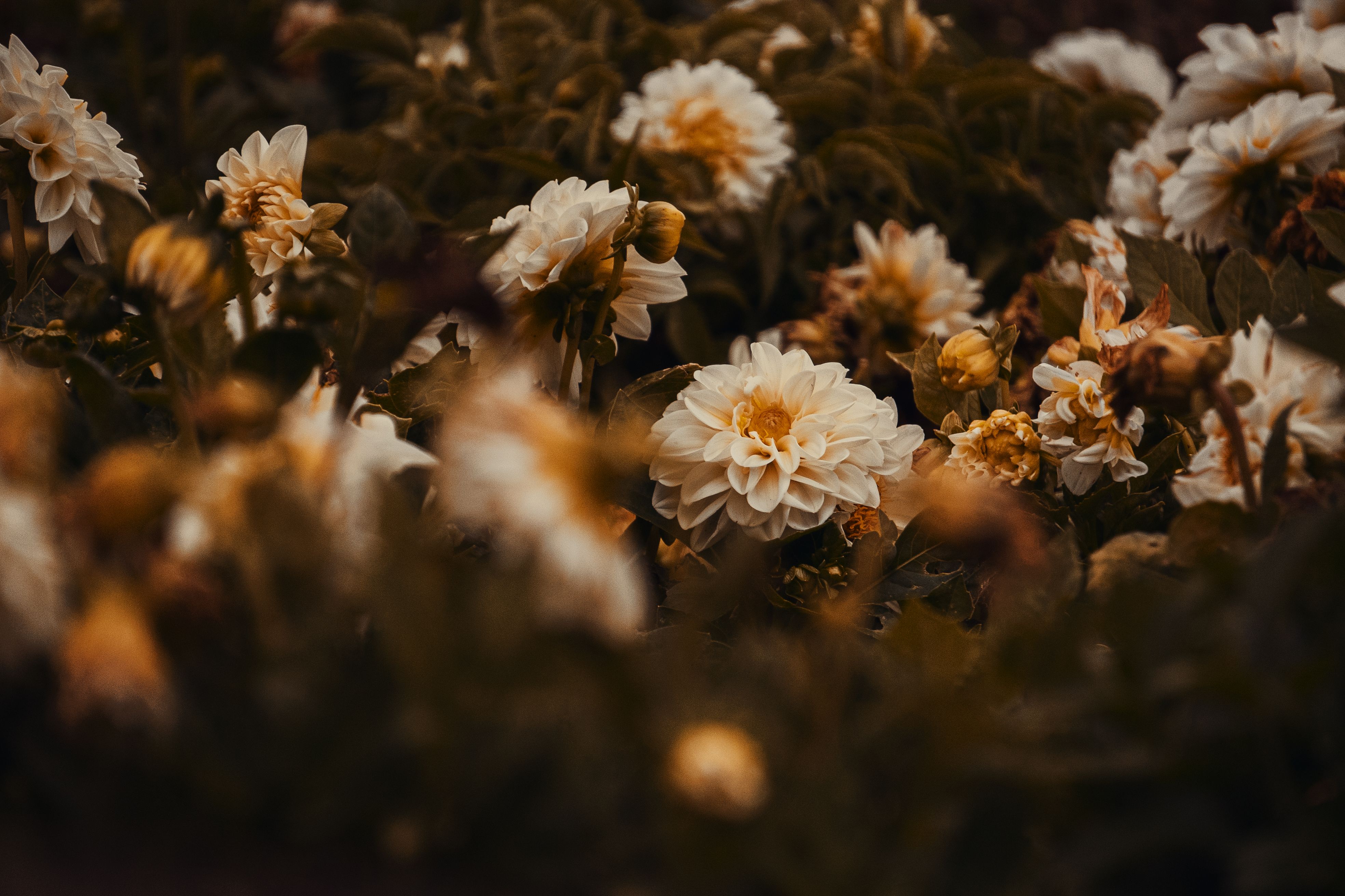 Orange China Rose Flowers in Tilt Shift Lens · Free Stock Photo
