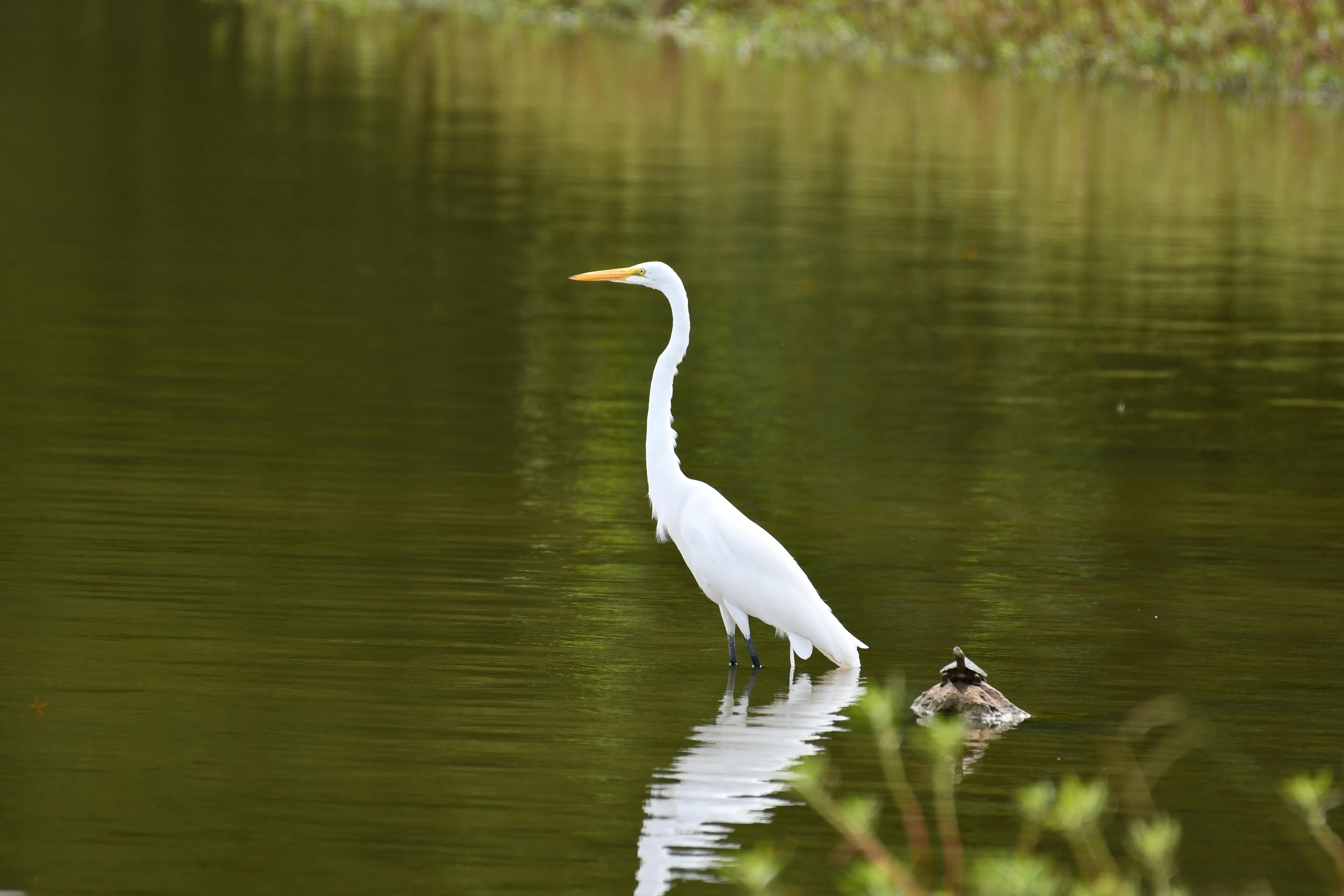 Morgan Bird Photos, Download The BEST Free Morgan Bird Stock Photos ...