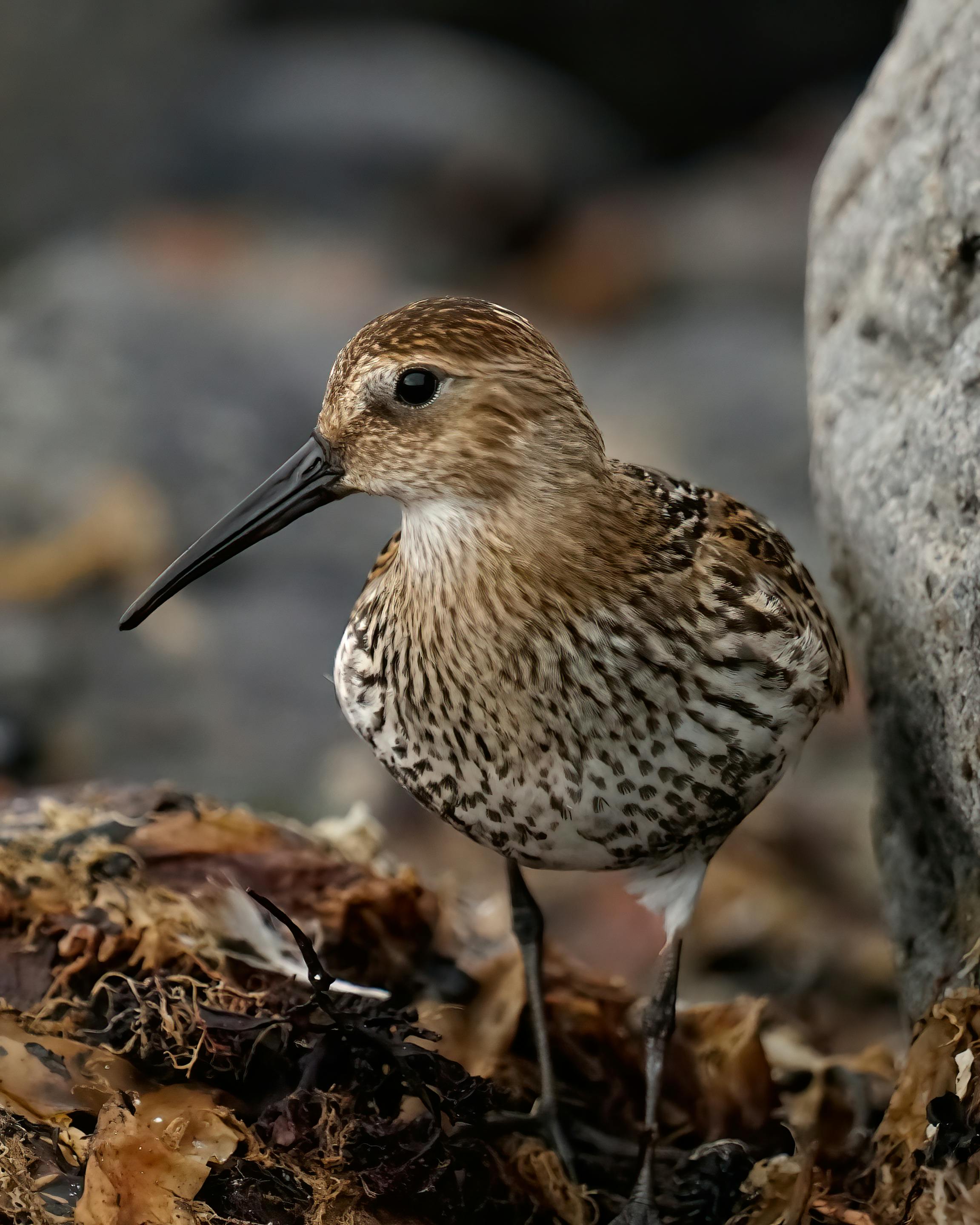 Dunlin Bird in Close-Up Photography · Free Stock Photo