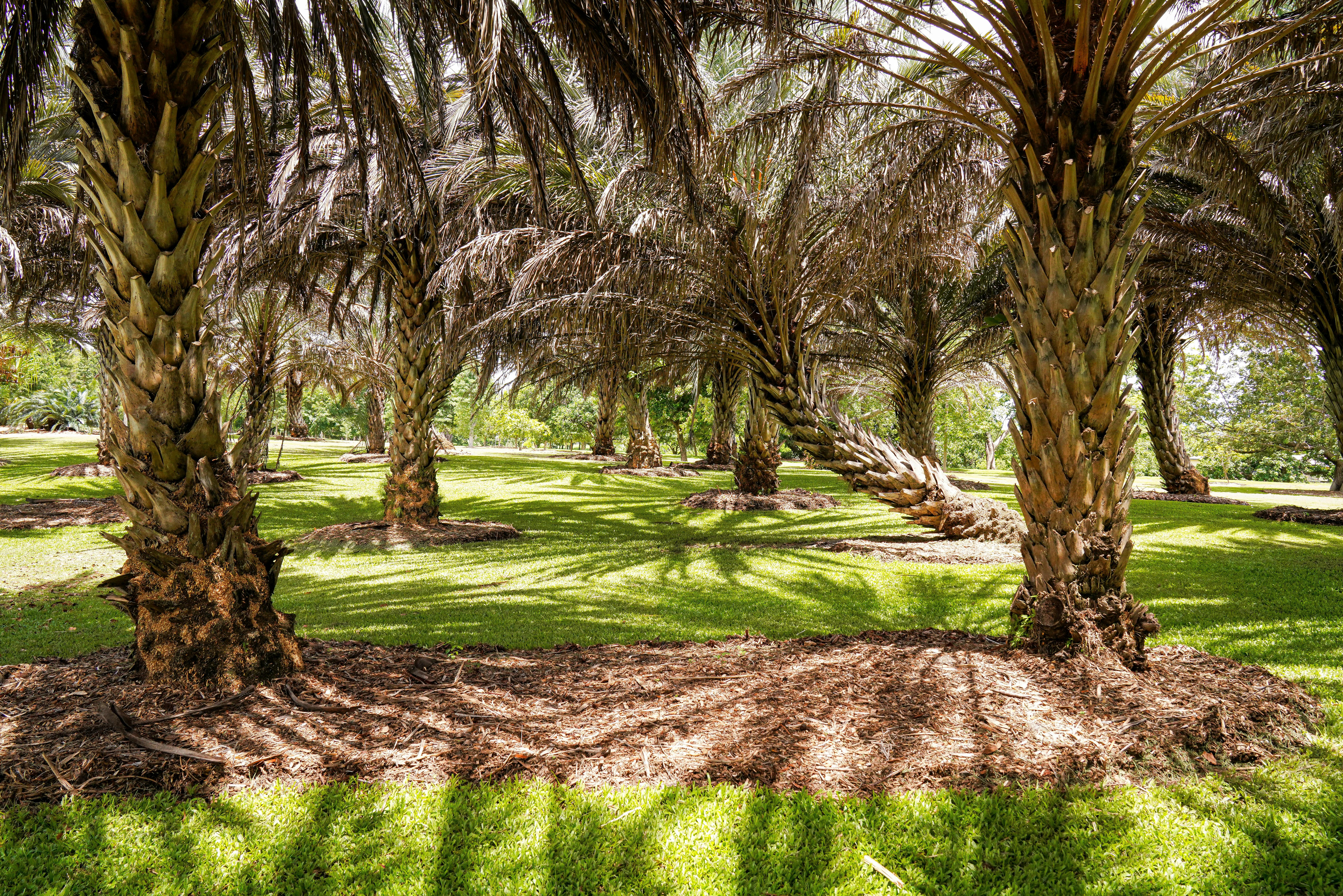 A Palm Trees on Green Grass Field · Free Stock Photo