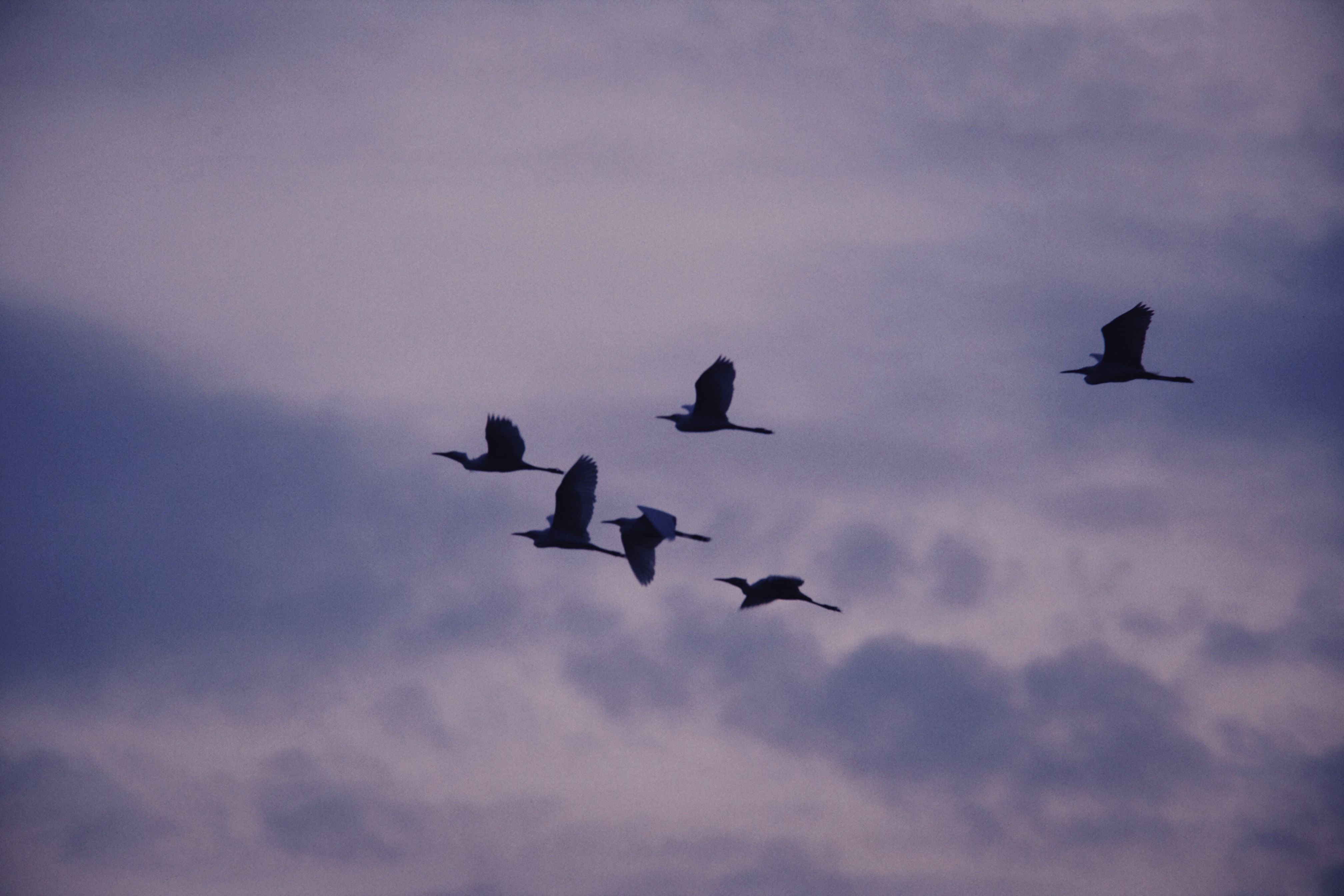 Black Birds Flying Near Black Leaf Tall Trees · Free Stock Photo