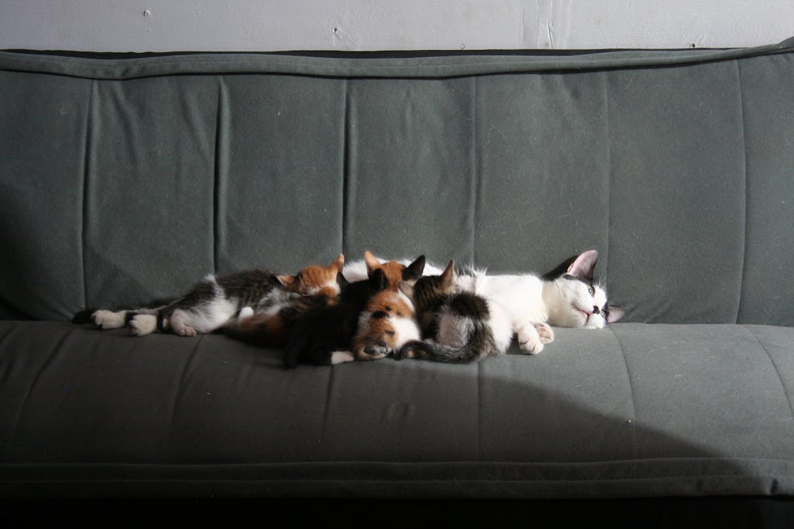 Free Stock Photo Of Cats free-stock-photo-of-cats