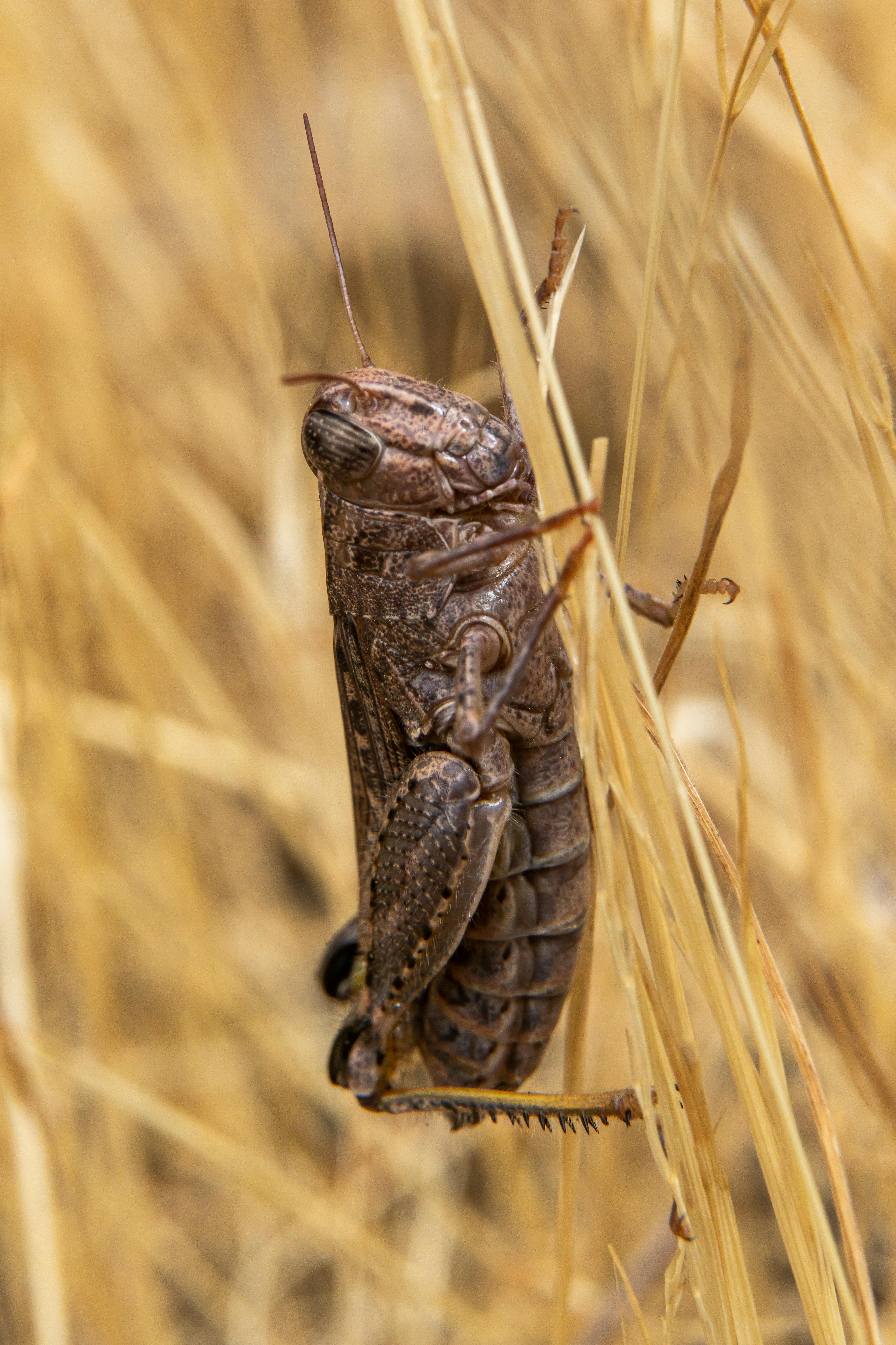 40+ Best Locusts Photos · 100% Free Download · Pexels Stock Photos