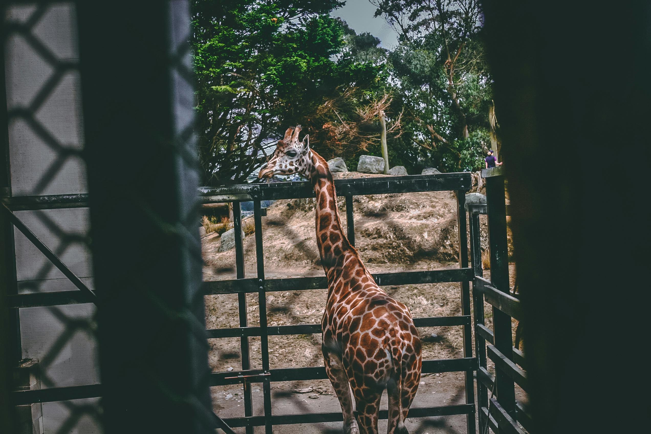 250+ Interesting Trapped Photos · Pexels · Free Stock Photos