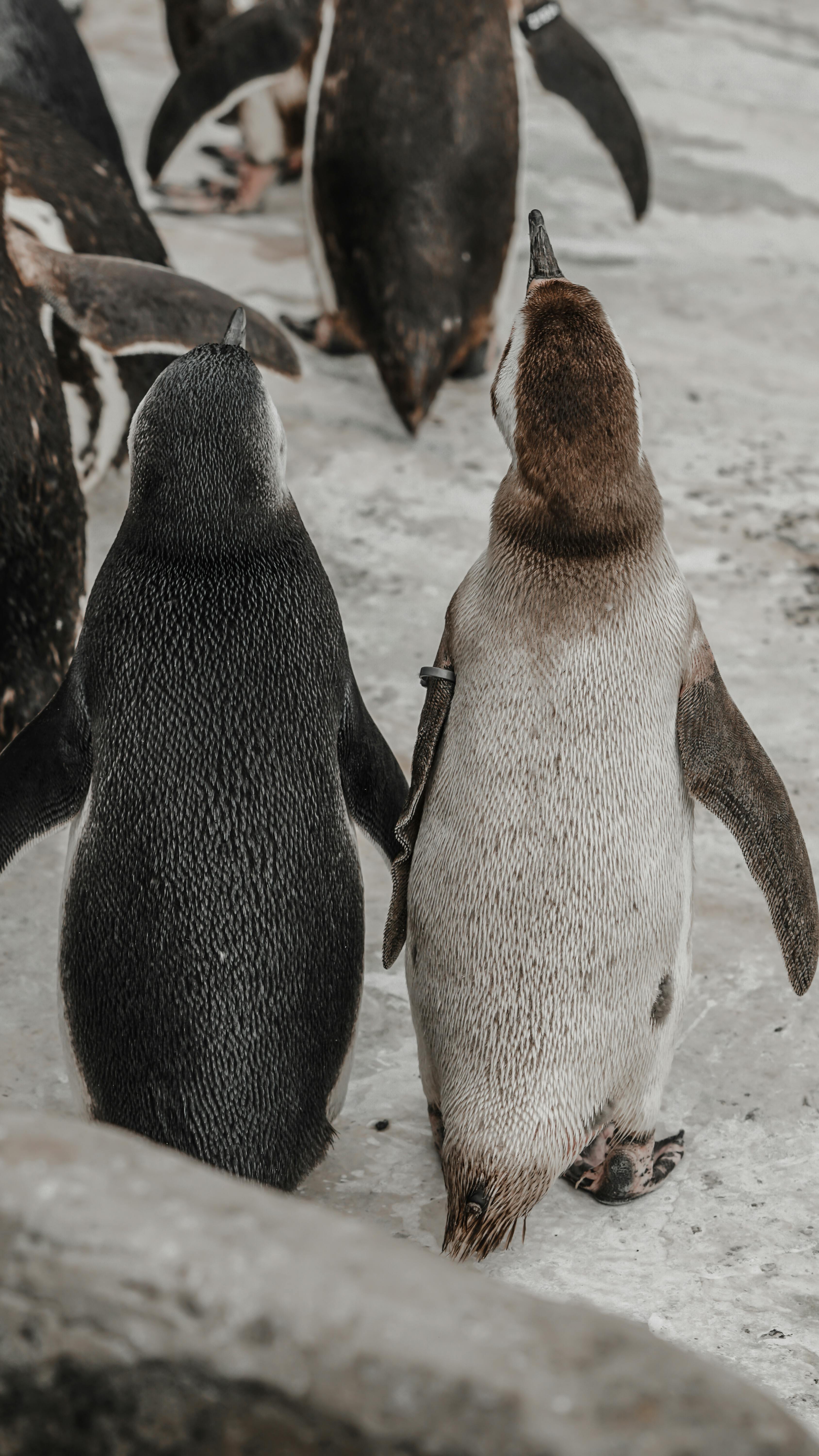 Two Adorable Penguins · Free Stock Photo