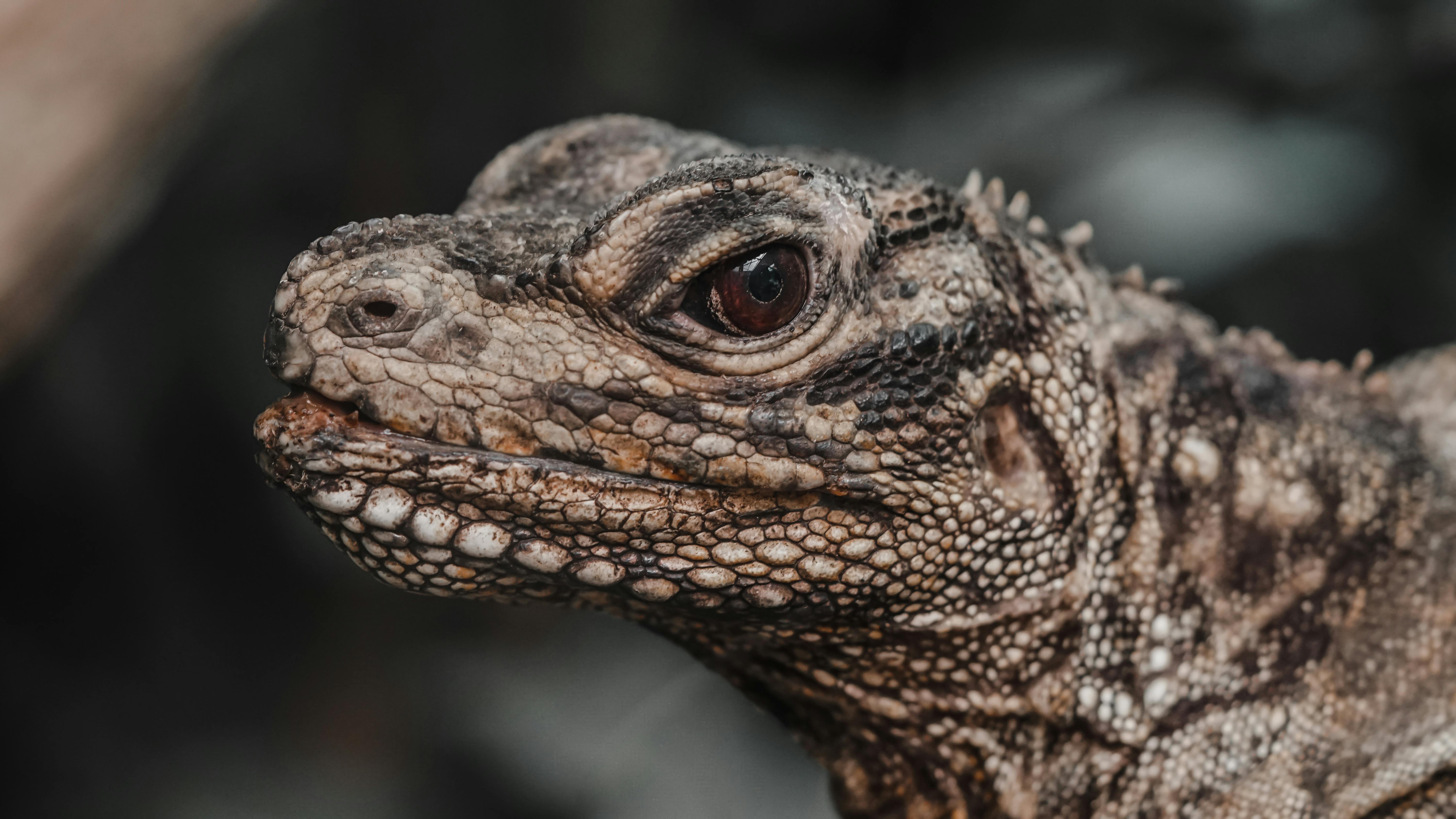 Close Up Photo of a Lizard · Free Stock Photo