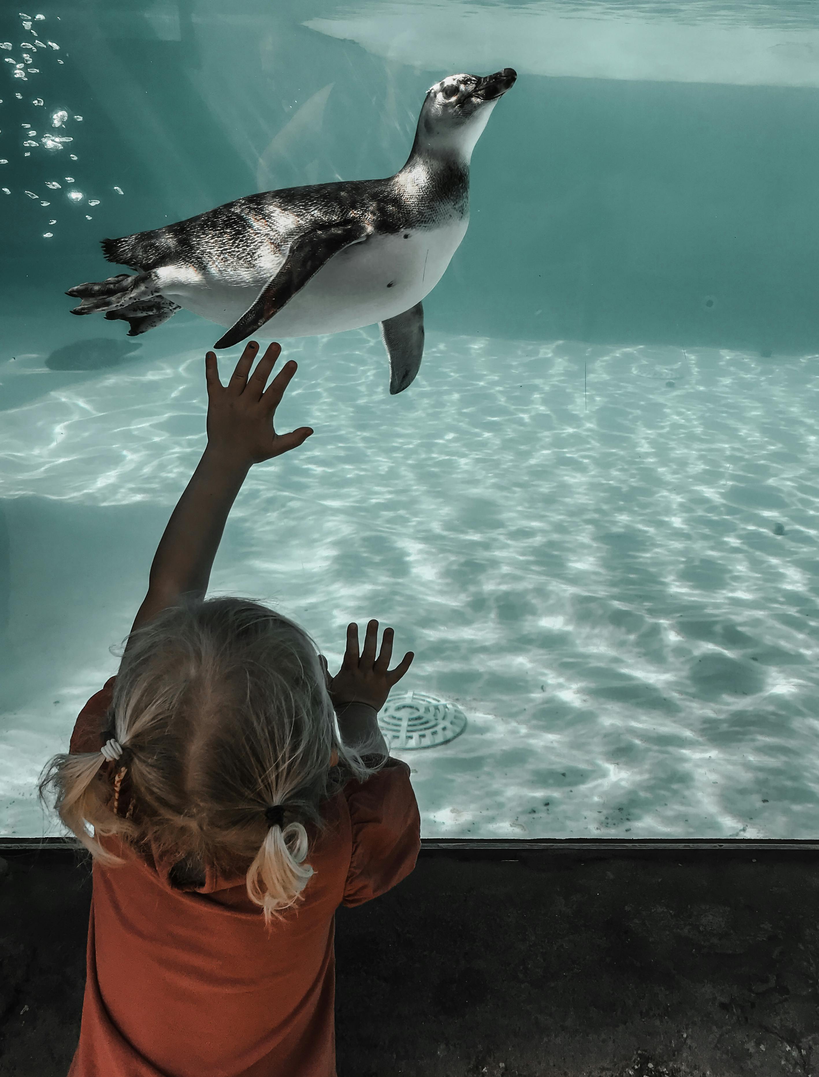 Aquarium Scene Photos, Download Free Aquarium Scene Stock Photos & HD ...