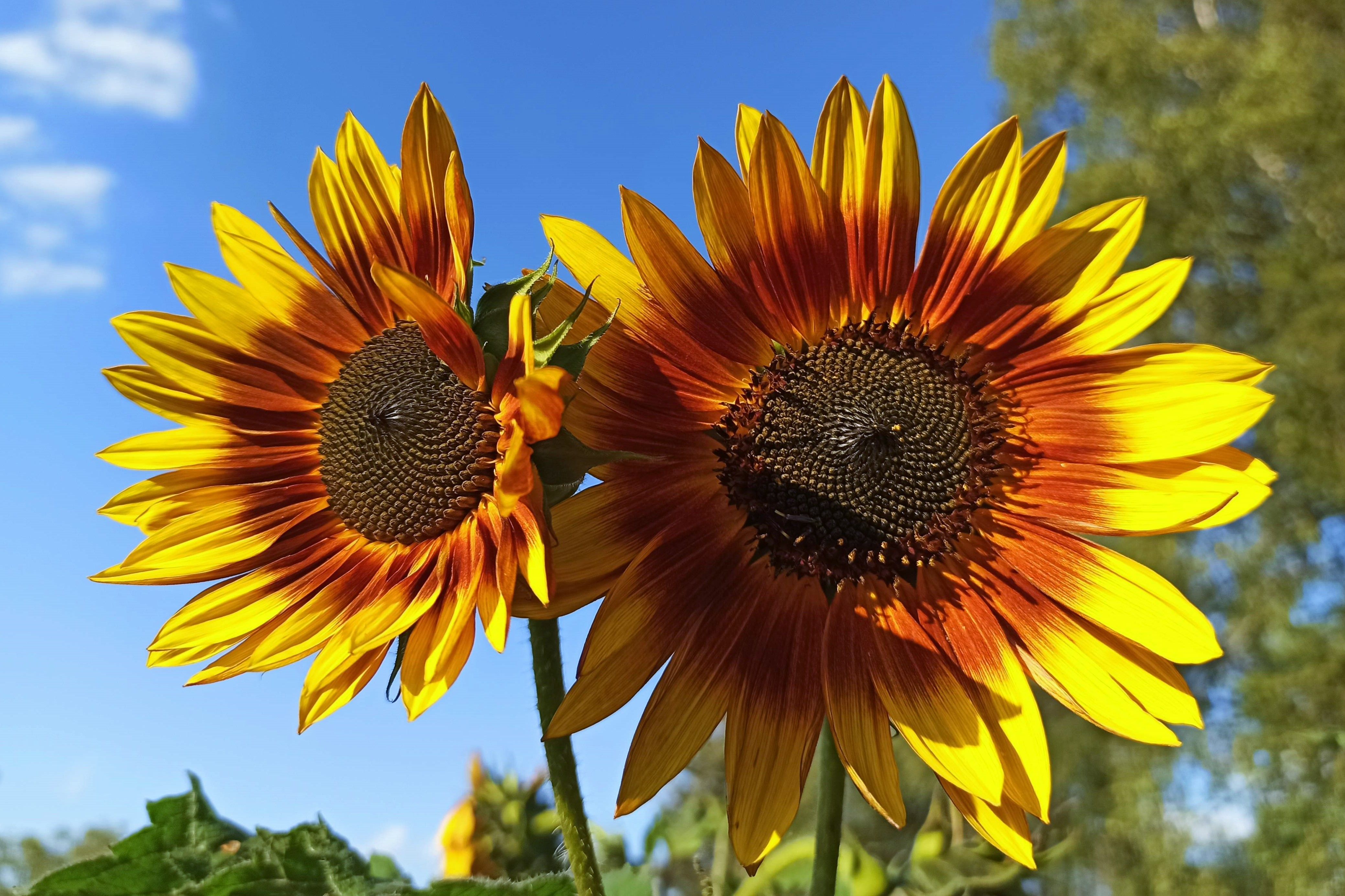 Close-up of Sunflowers · Free Stock Photo