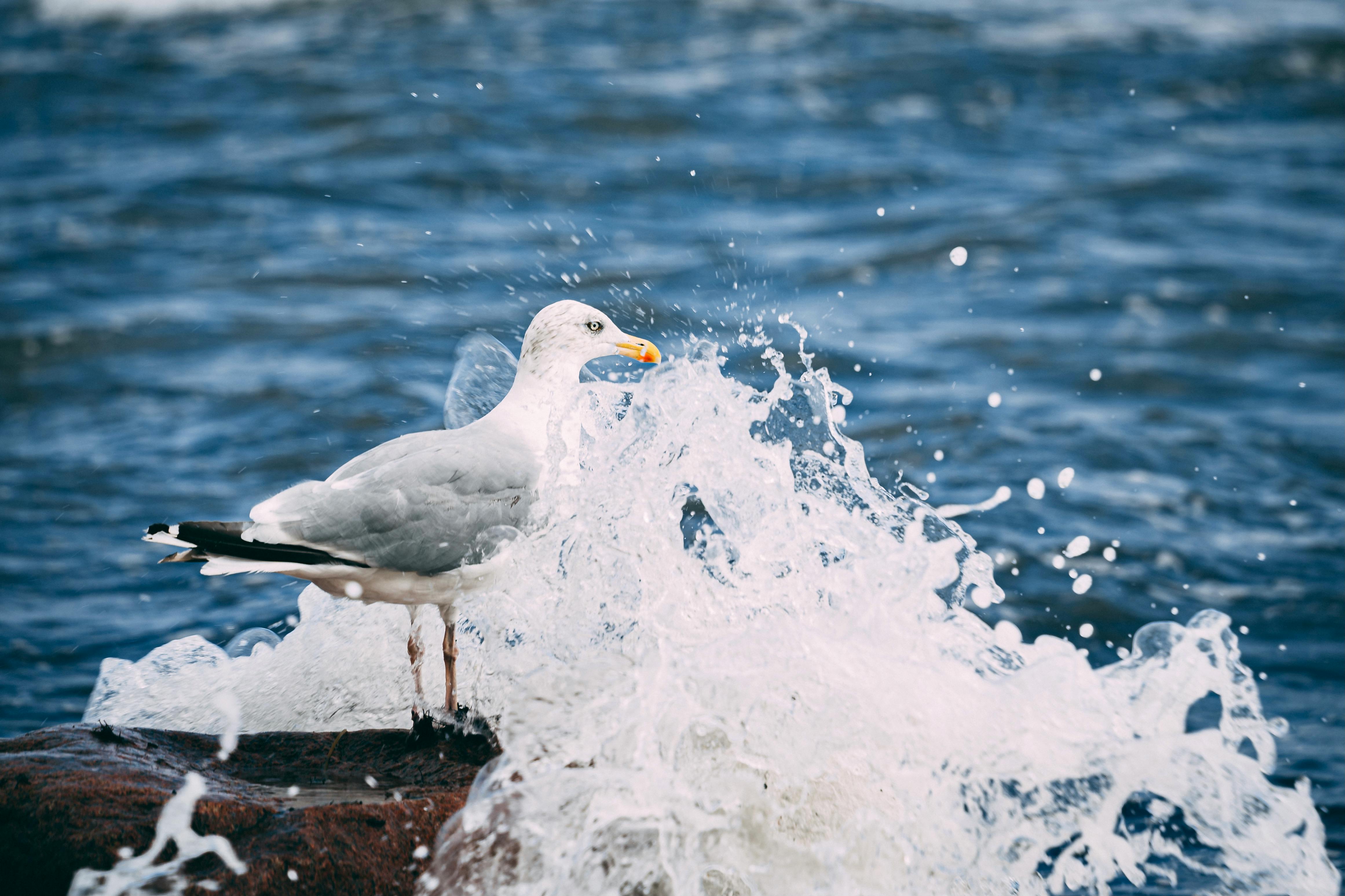 Sea Gull Perched On Rock · Free Stock Photo