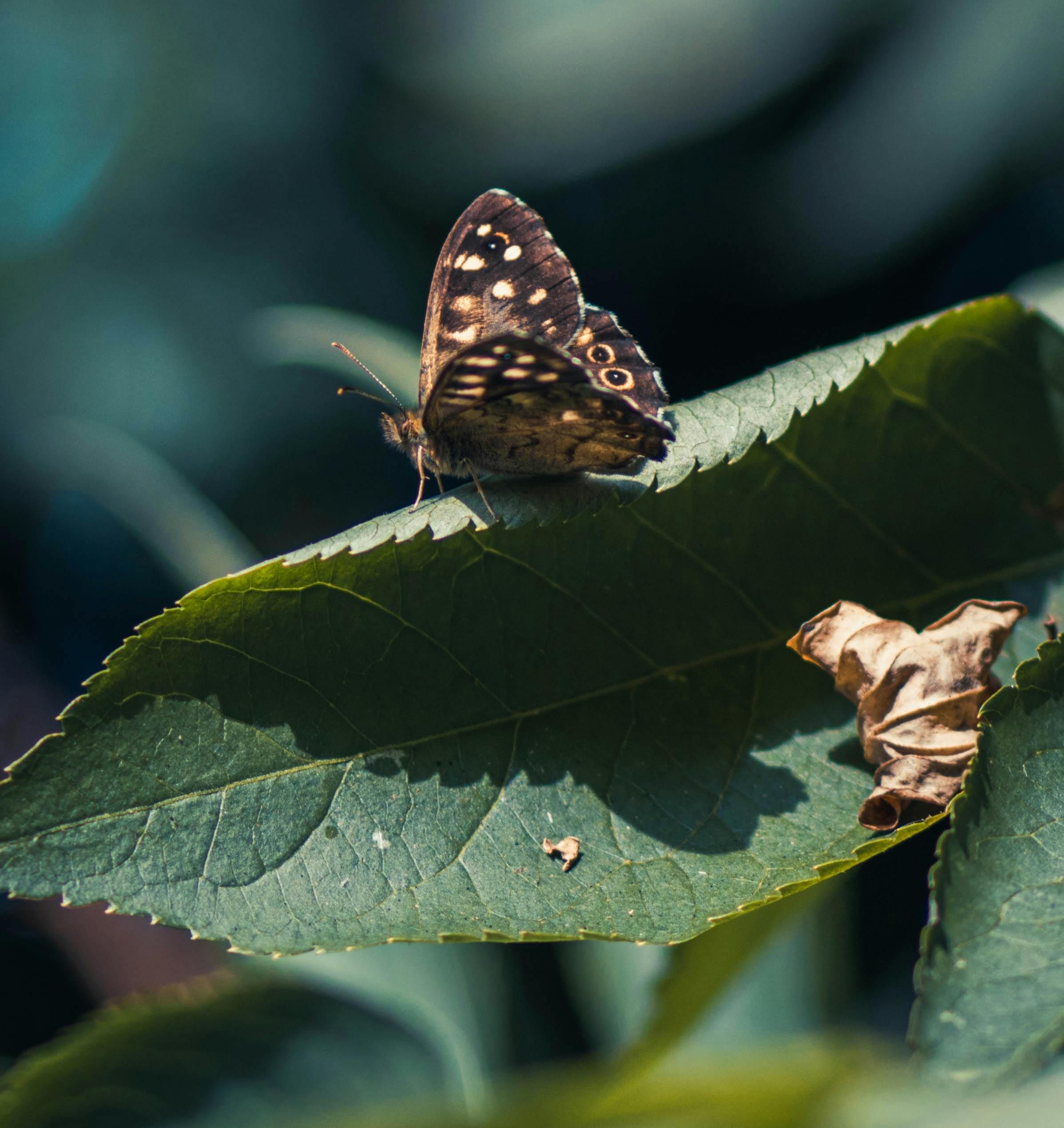 Close Up Photo of a Molting Insect · Free Stock Photo