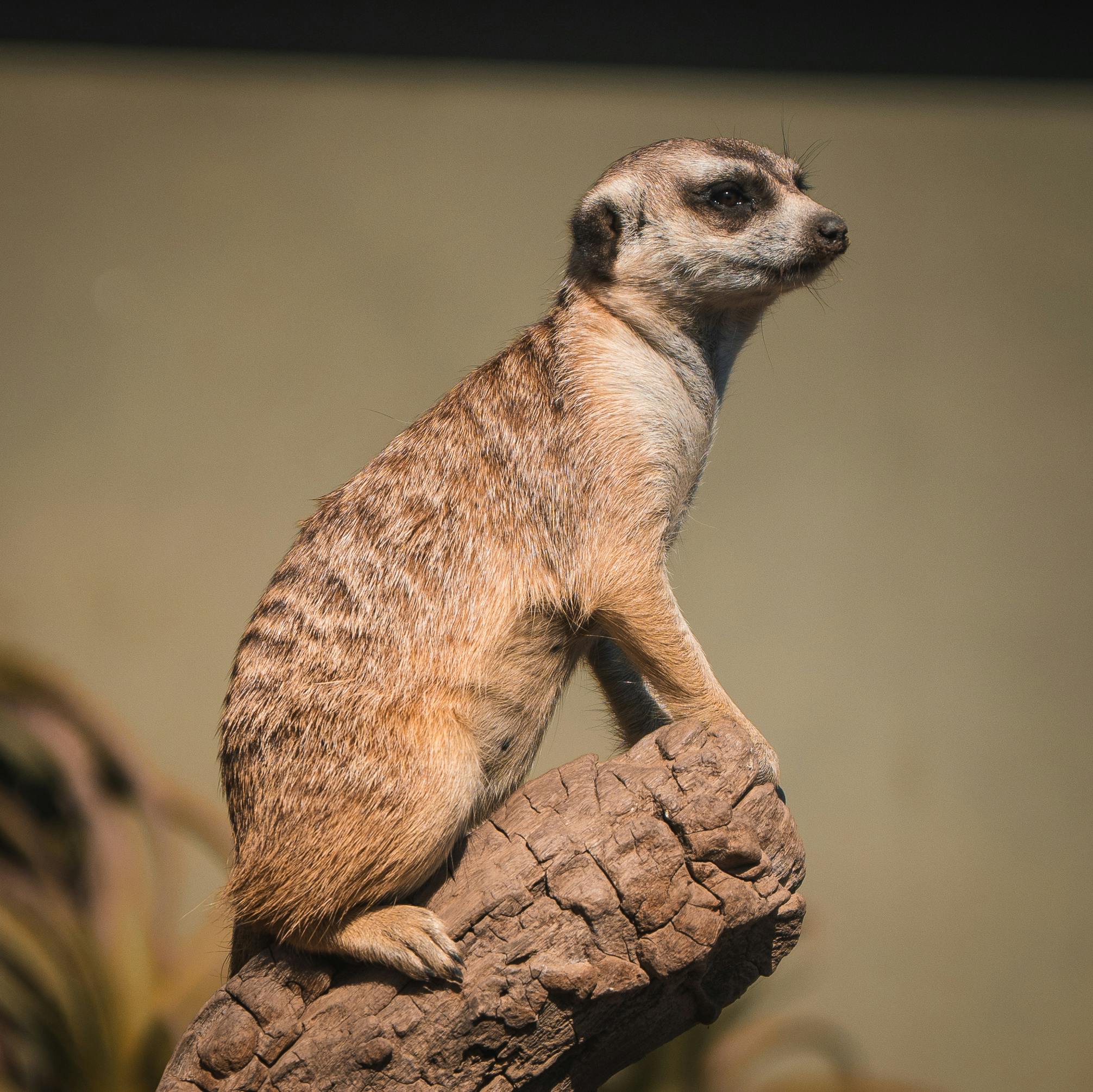 40+ Best Upright Photos · 100% Free Download · Pexels Stock Photos