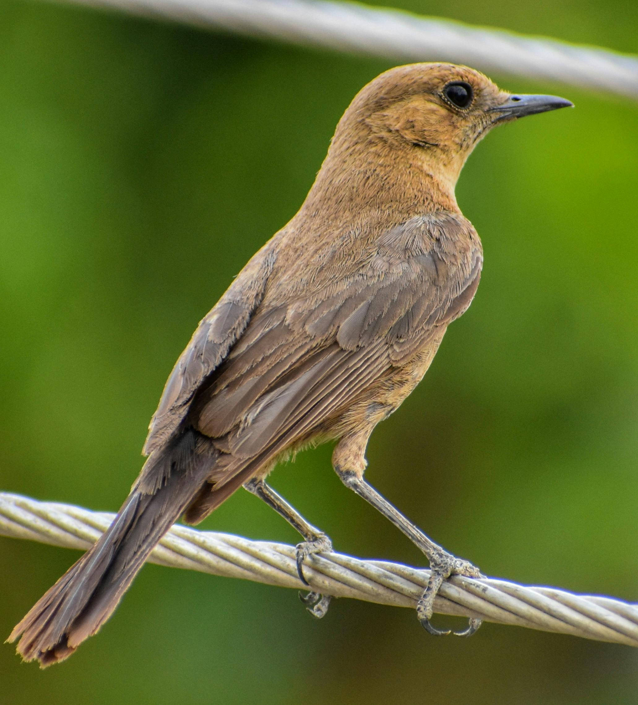 Brown Rock Chat Bird in Close-Up Photography · Free Stock Photo