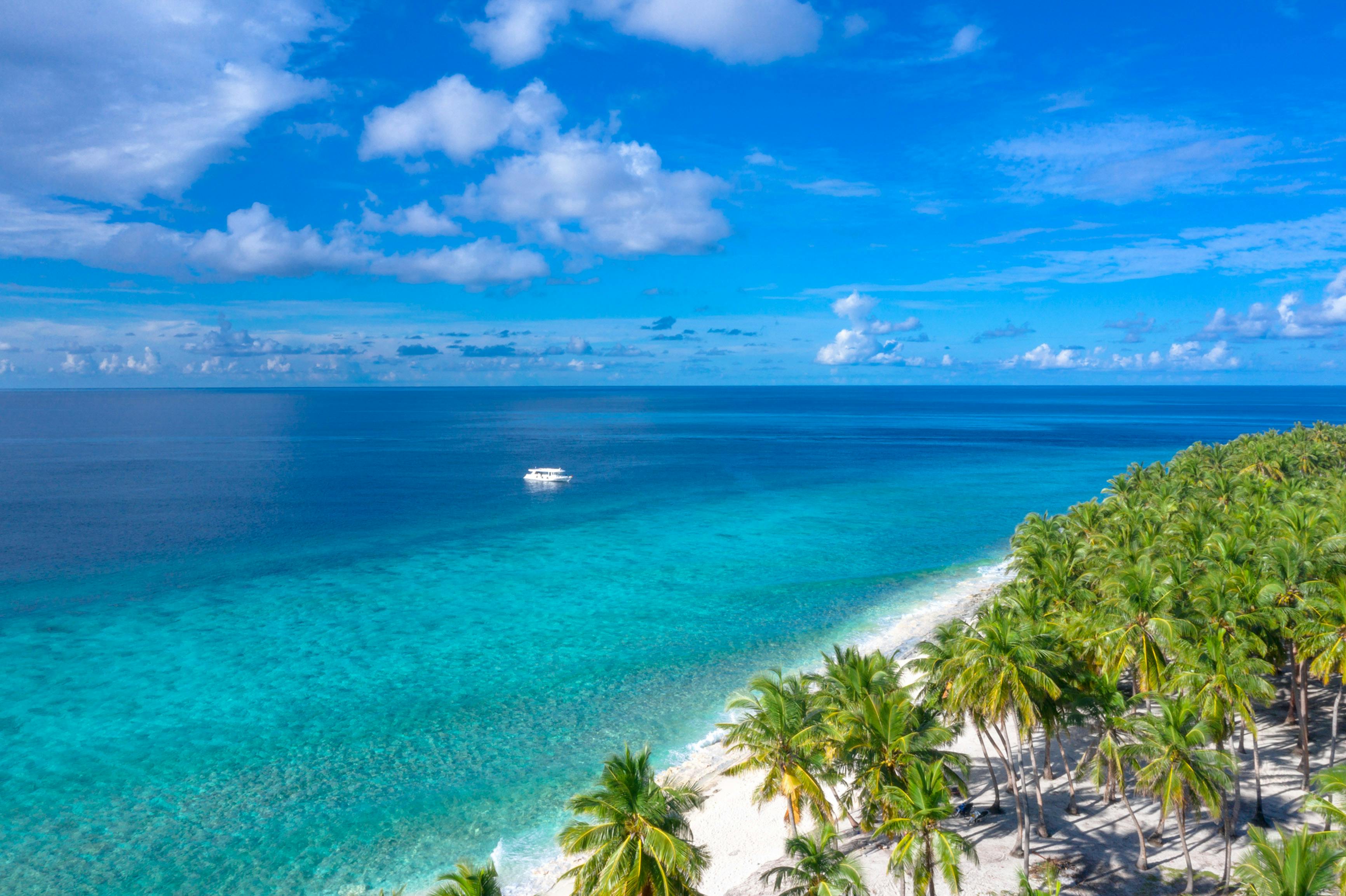 Aerial View of Coconut Trees on the Shore · Free Stock Photo