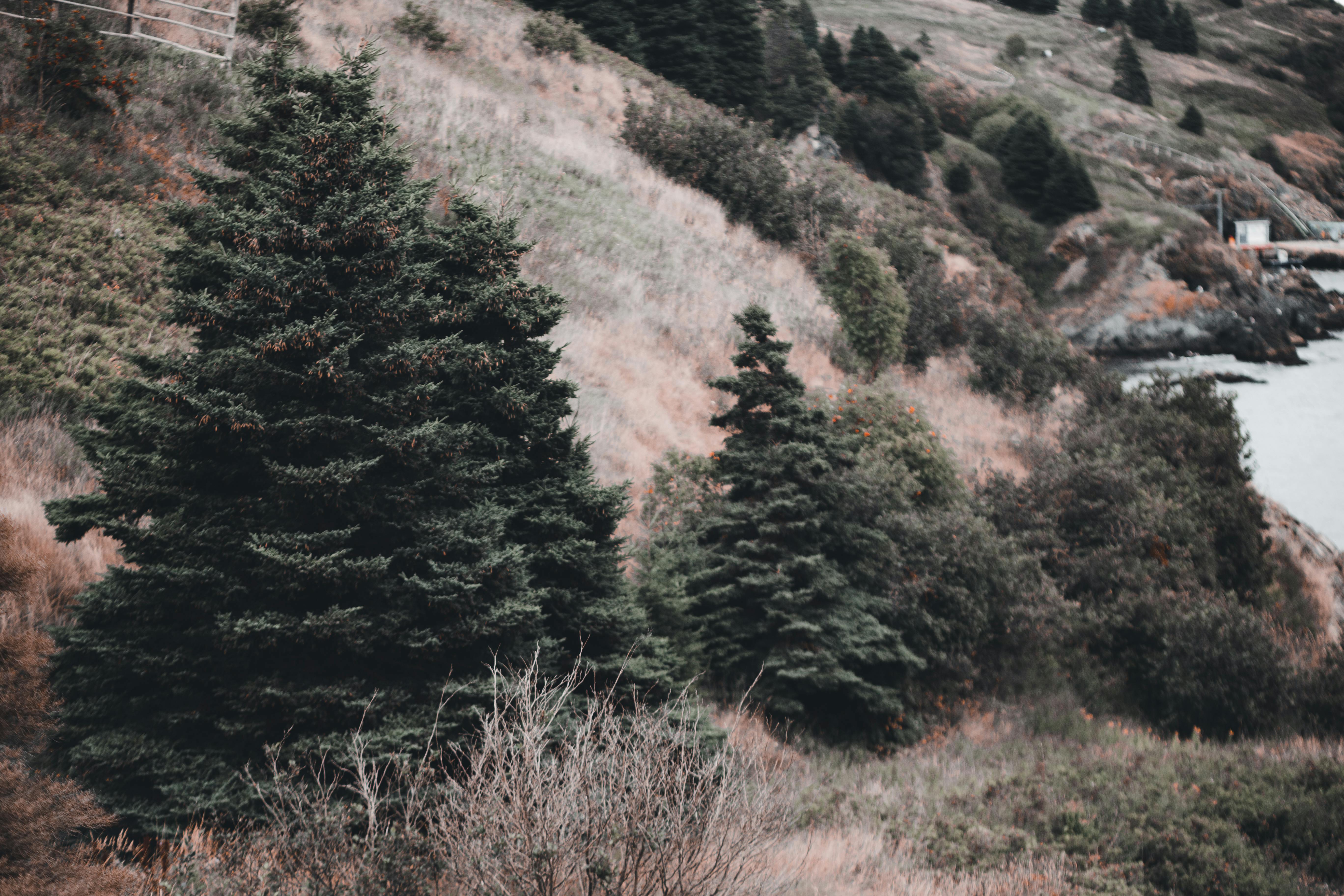 Green Trees on Mountain · Free Stock Photo