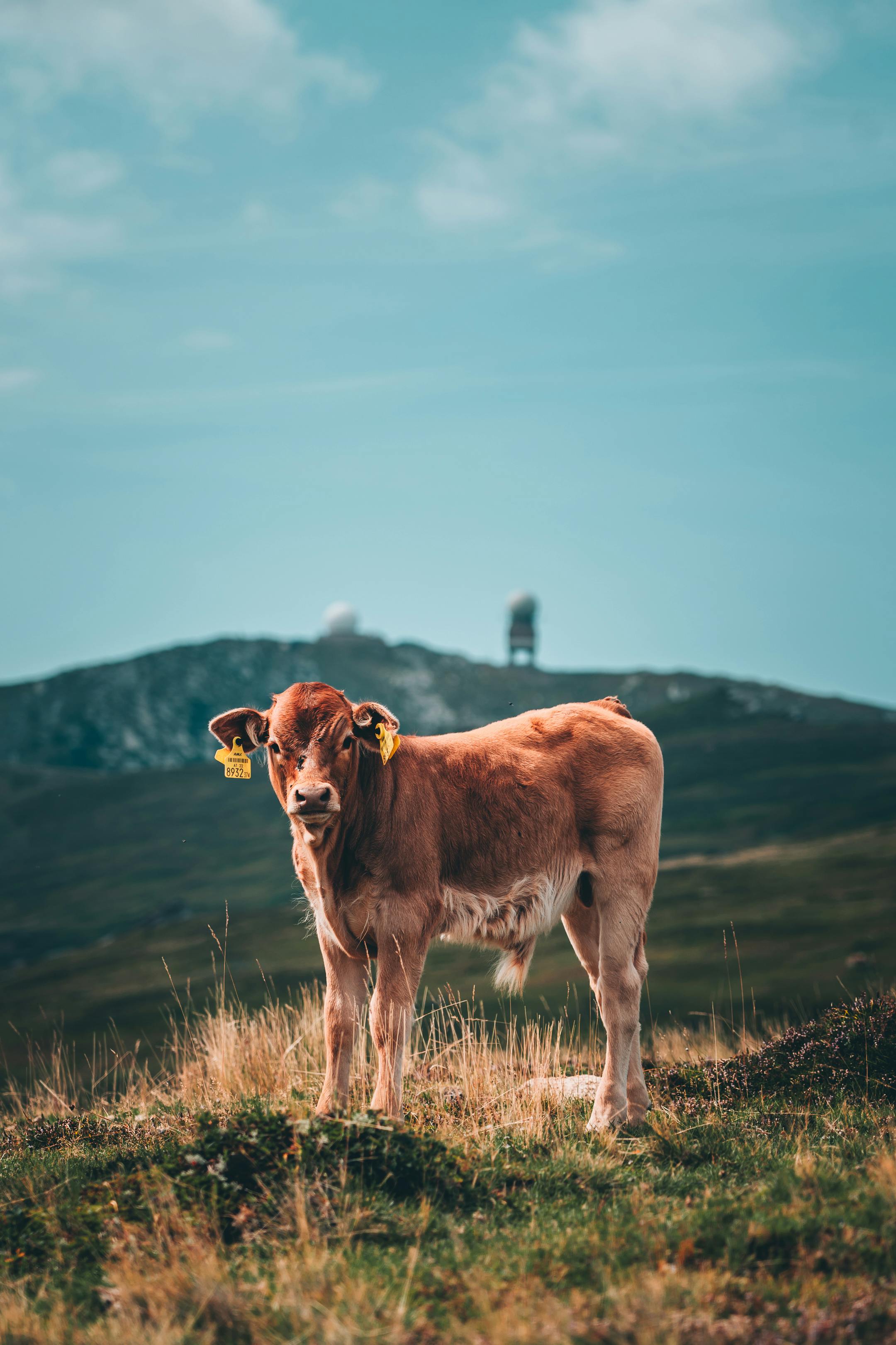 Photo of a Cow · Free Stock Photo