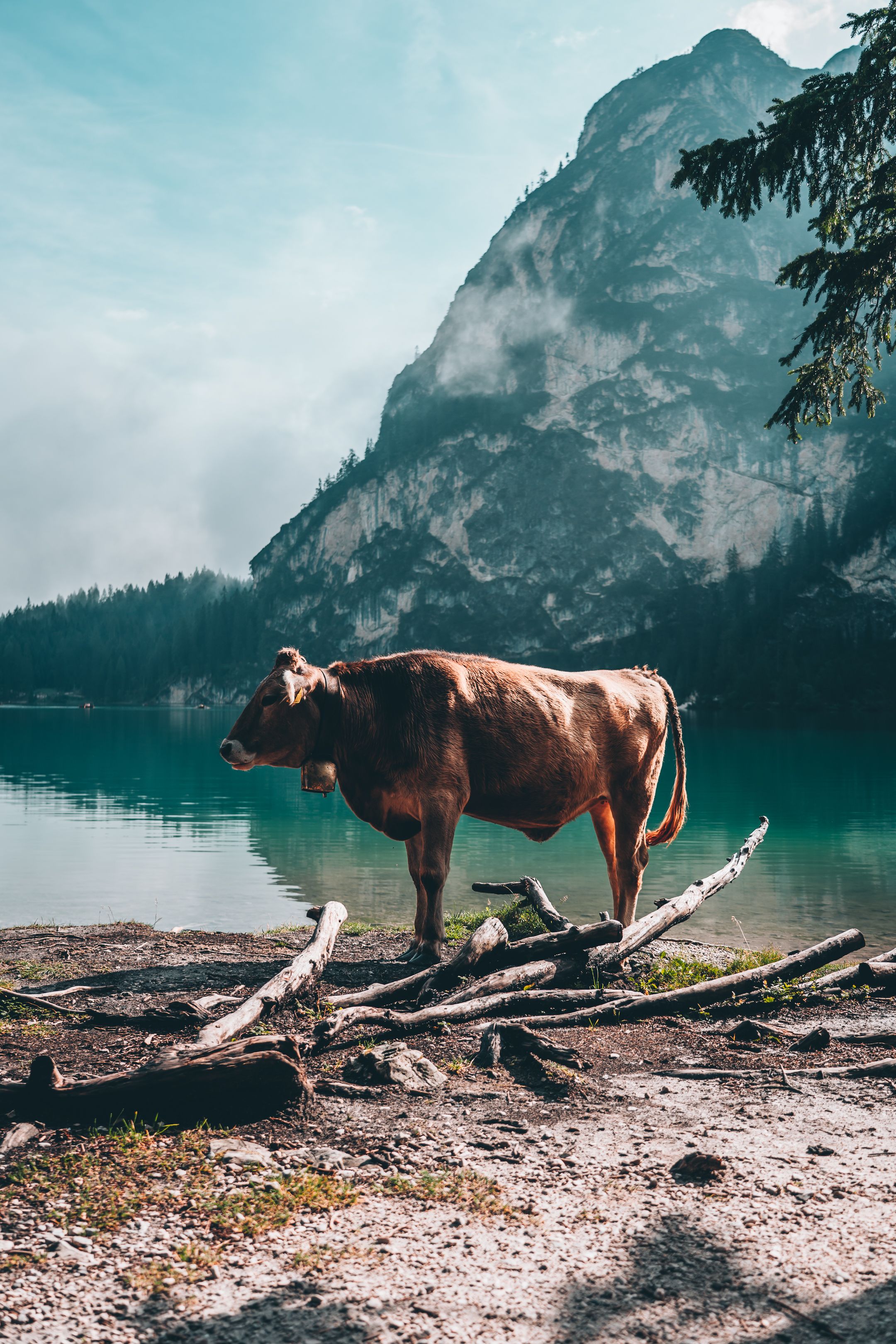 Water Cow Photos, Download Free Water Cow Stock Photos & HD Images