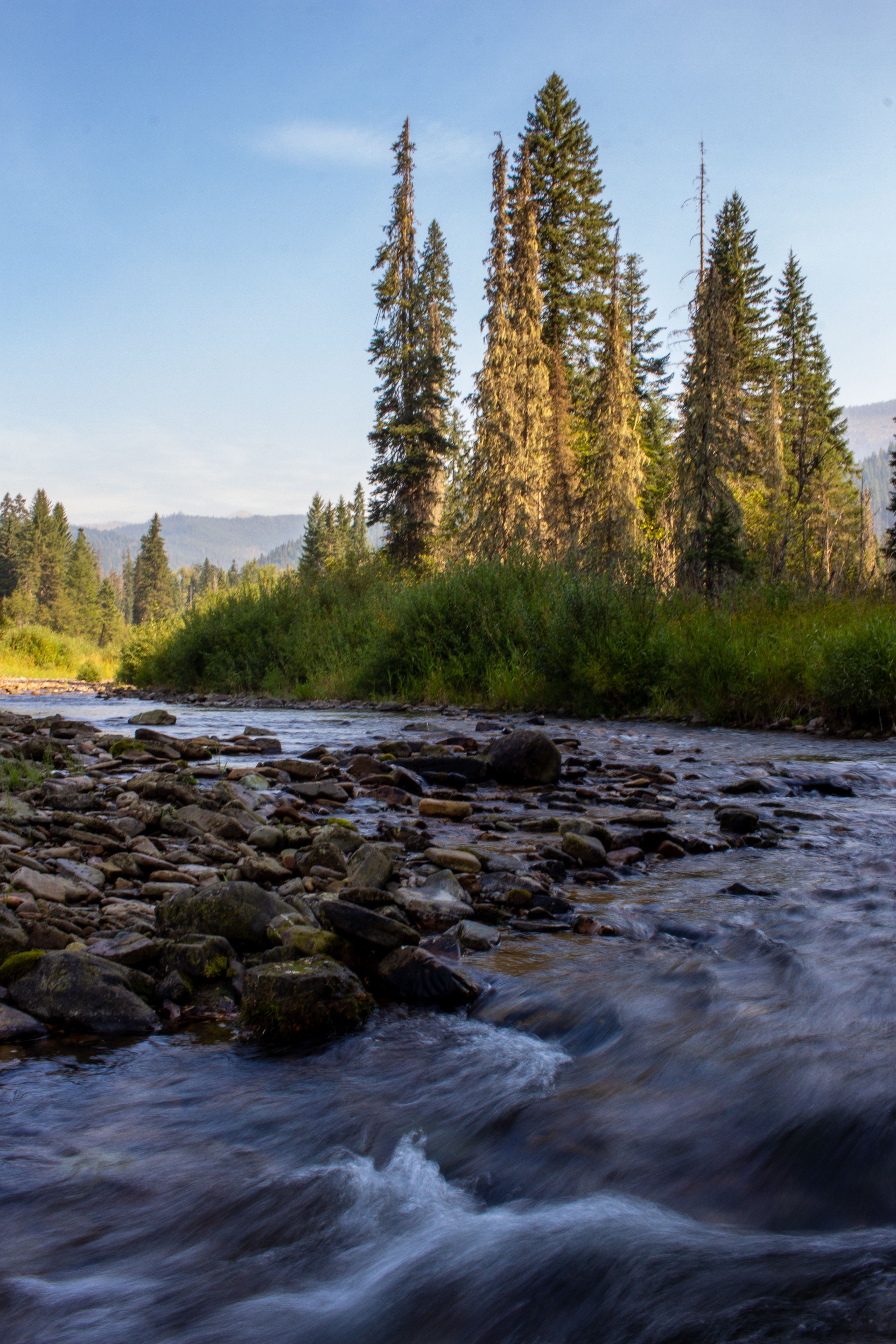 River Between Trees · Free Stock Photo